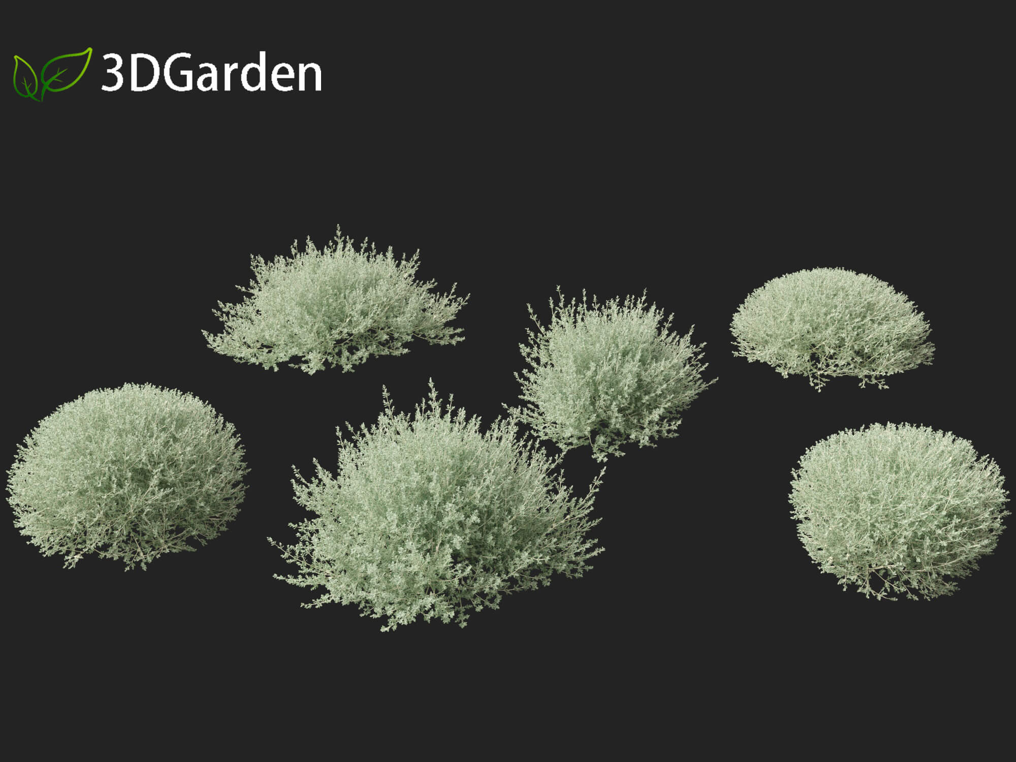 Rhagodia Spinescens Silver Border – Creeping Saltbush - 3D Model by ...