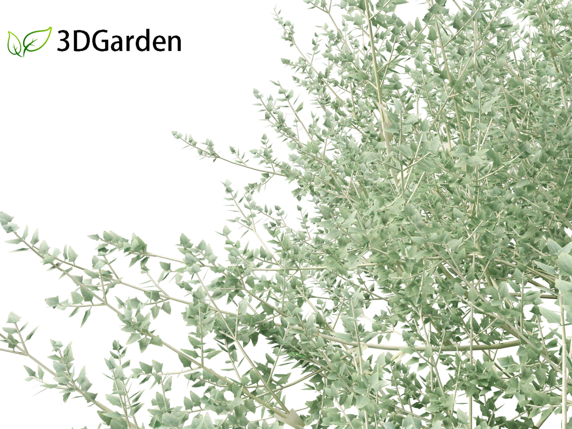 Rhagodia Spinescens Silver Border – Creeping Saltbush - 3D Model by ...