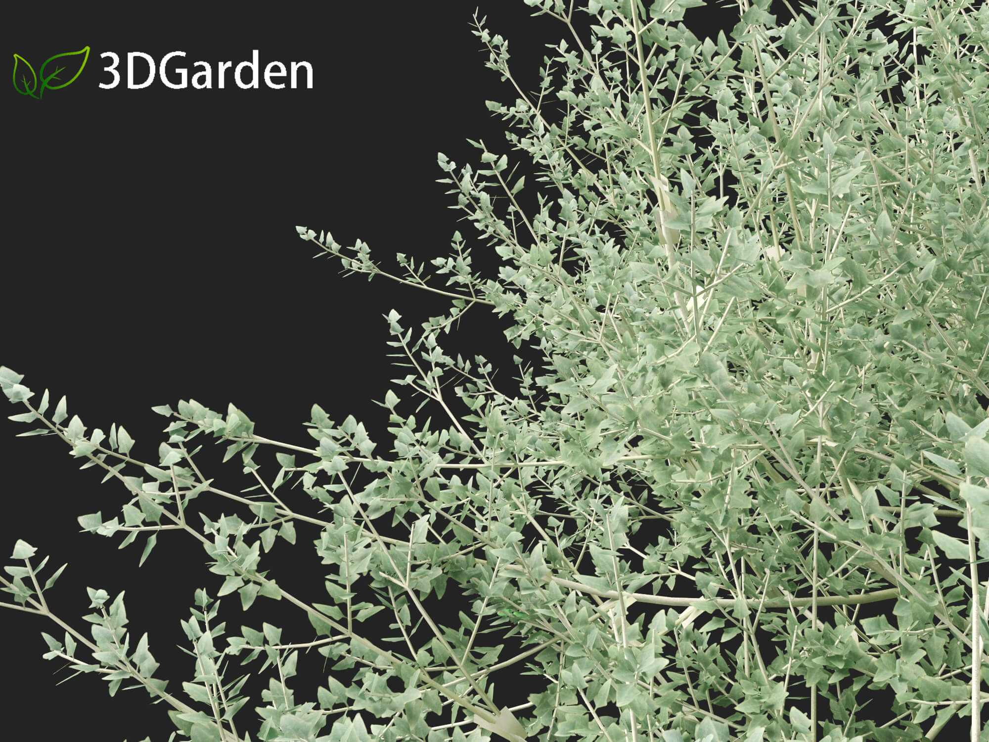Rhagodia Spinescens Silver Border – Creeping Saltbush - 3D Model by ...