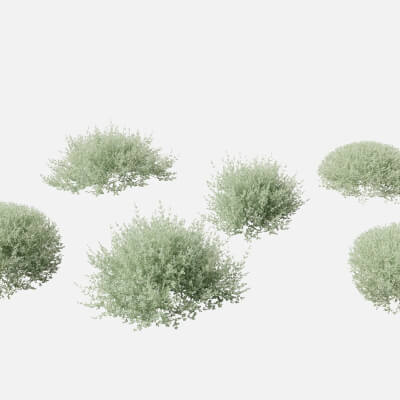 Rhagodia Spinescens Silver Border – Creeping Saltbush - 3D Model by ...