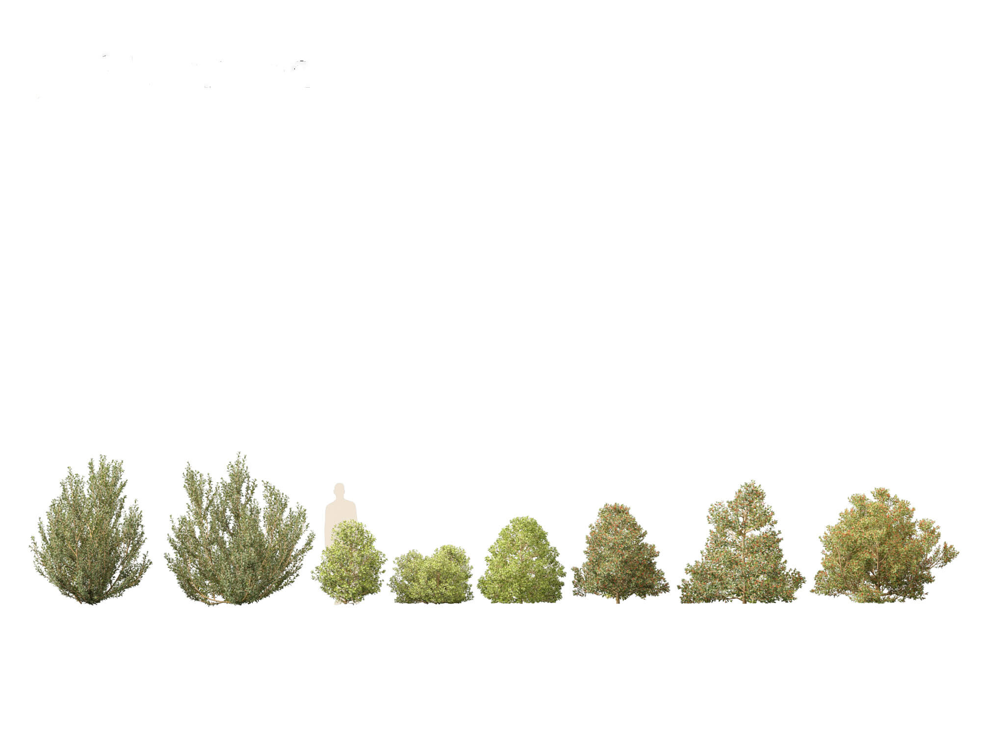 Rhamnus Alaternus - Italian Buckthorn 3D Model by 3dgardenplants