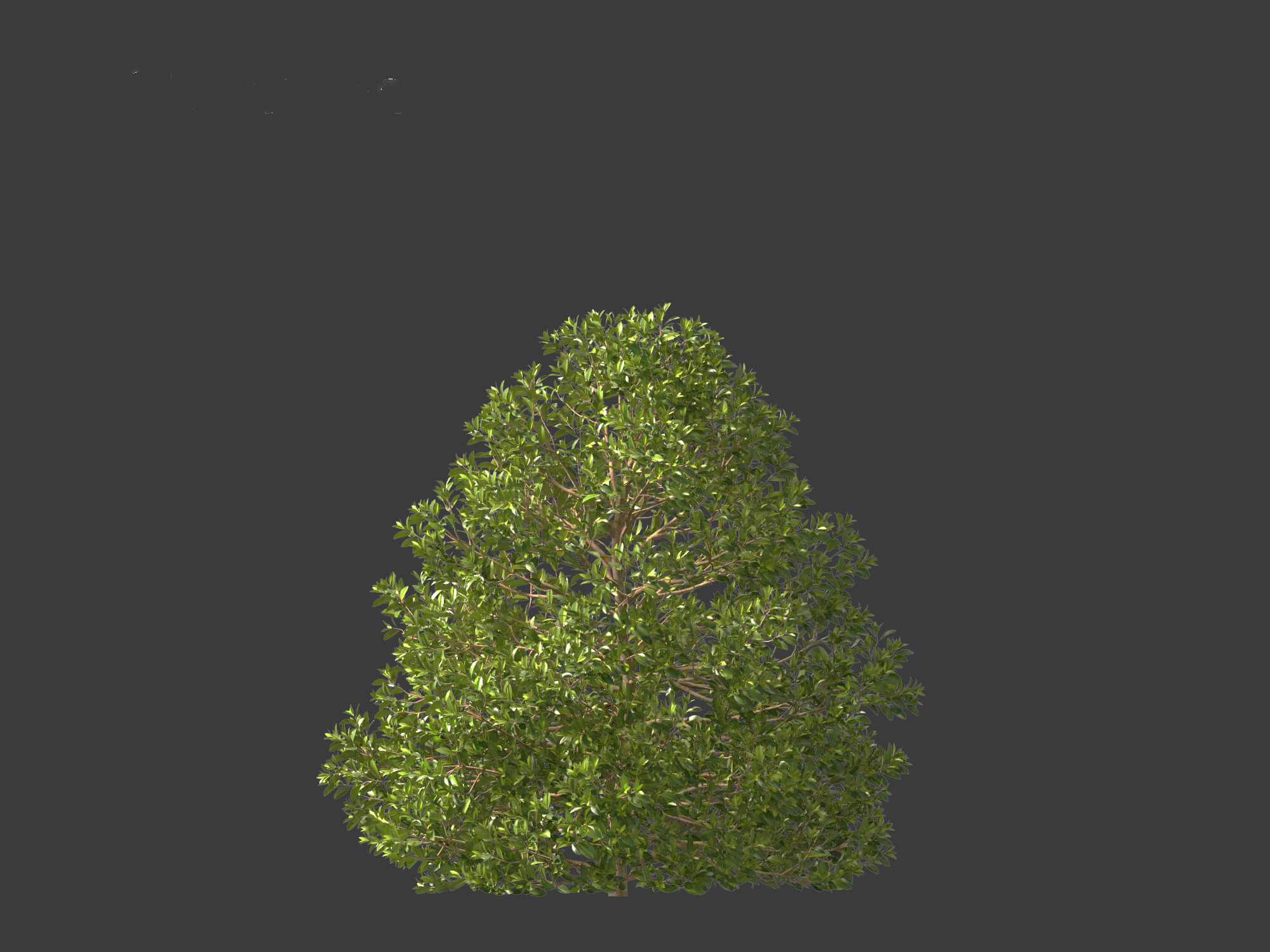 Rhamnus Alaternus - Italian Buckthorn 3D Model by 3dgardenplants