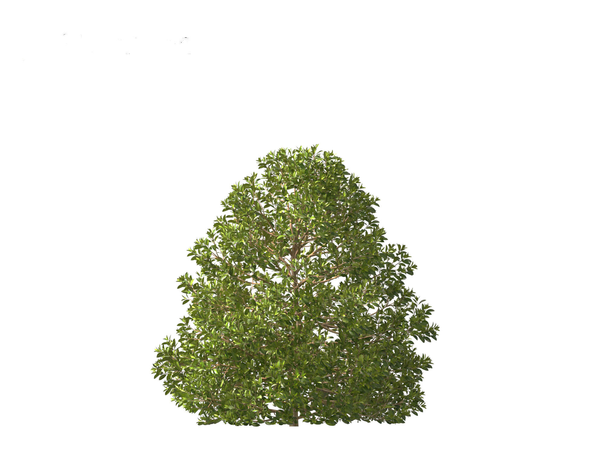 Rhamnus Alaternus - Italian Buckthorn 3D Model by 3dgardenplants