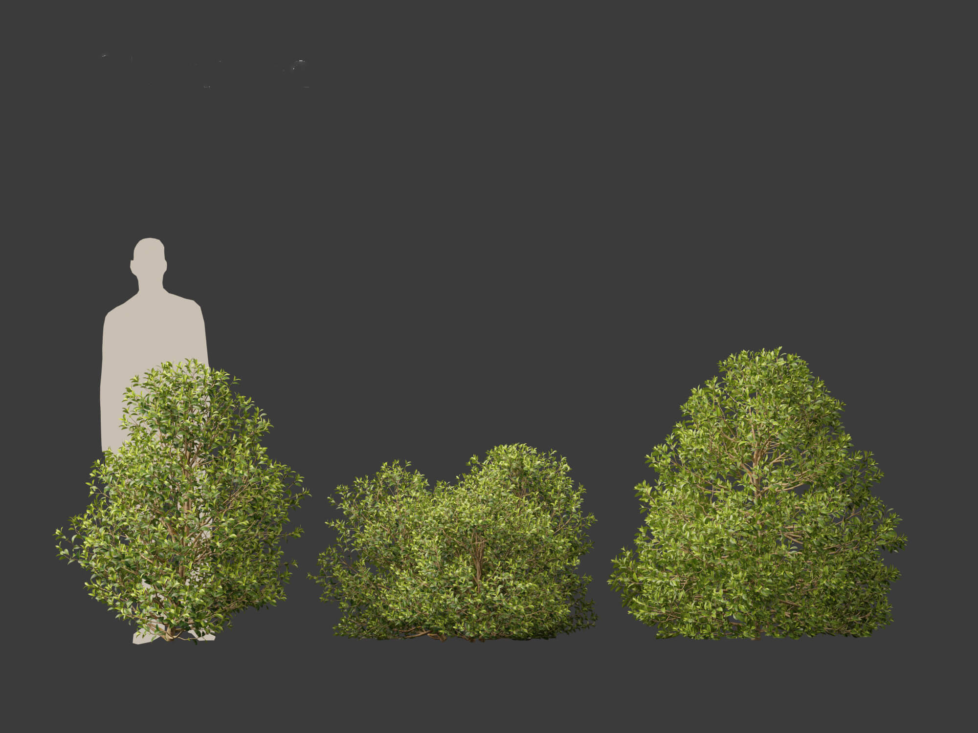 Rhamnus Alaternus - Italian Buckthorn 3D Model by 3dgardenplants