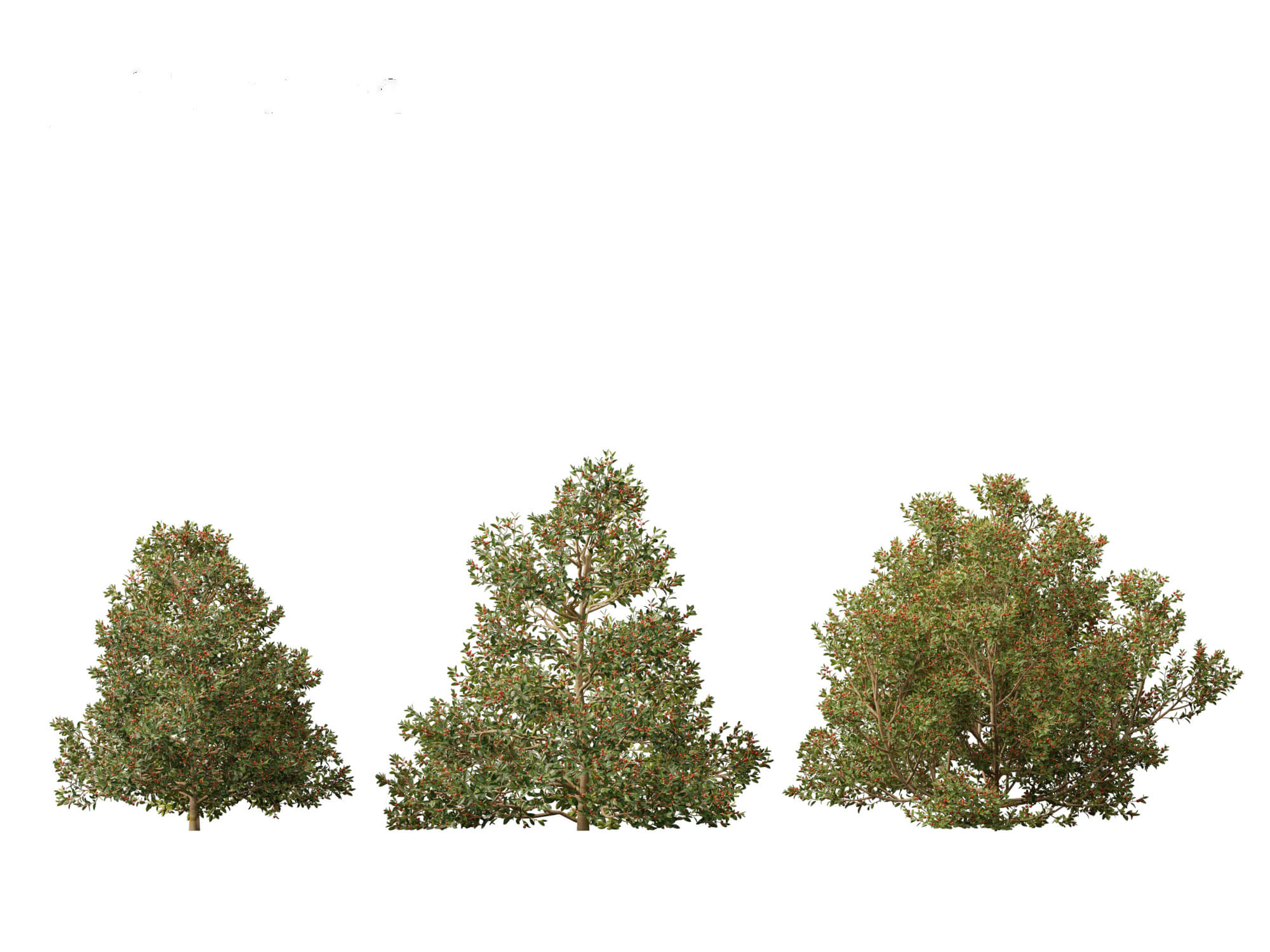 Rhamnus Alaternus - Italian Buckthorn 3D Model by 3dgardenplants