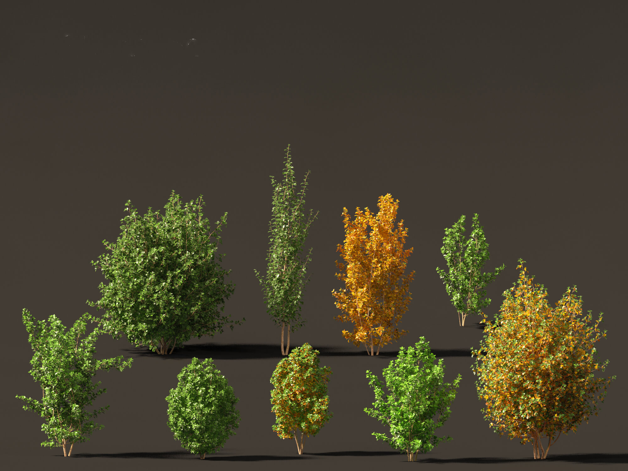 Rhamnus Frangula - Glossy Buckthorn 3D Model by 3dgardenplants