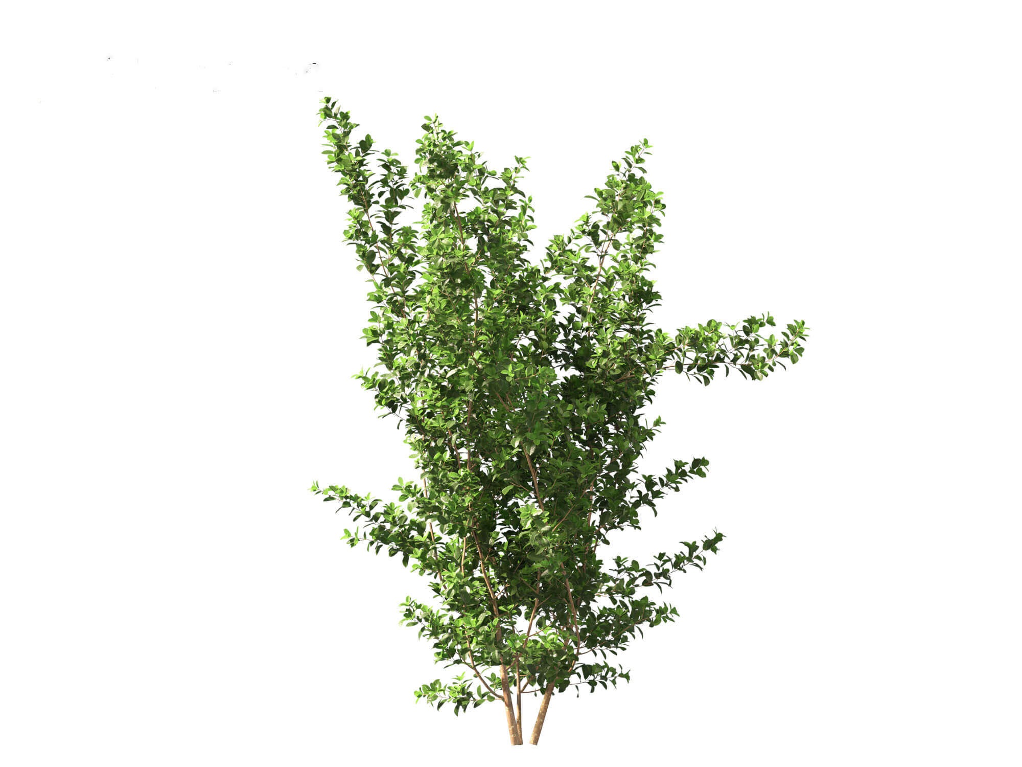 Rhamnus Frangula - Glossy Buckthorn 3D Model by 3dgardenplants