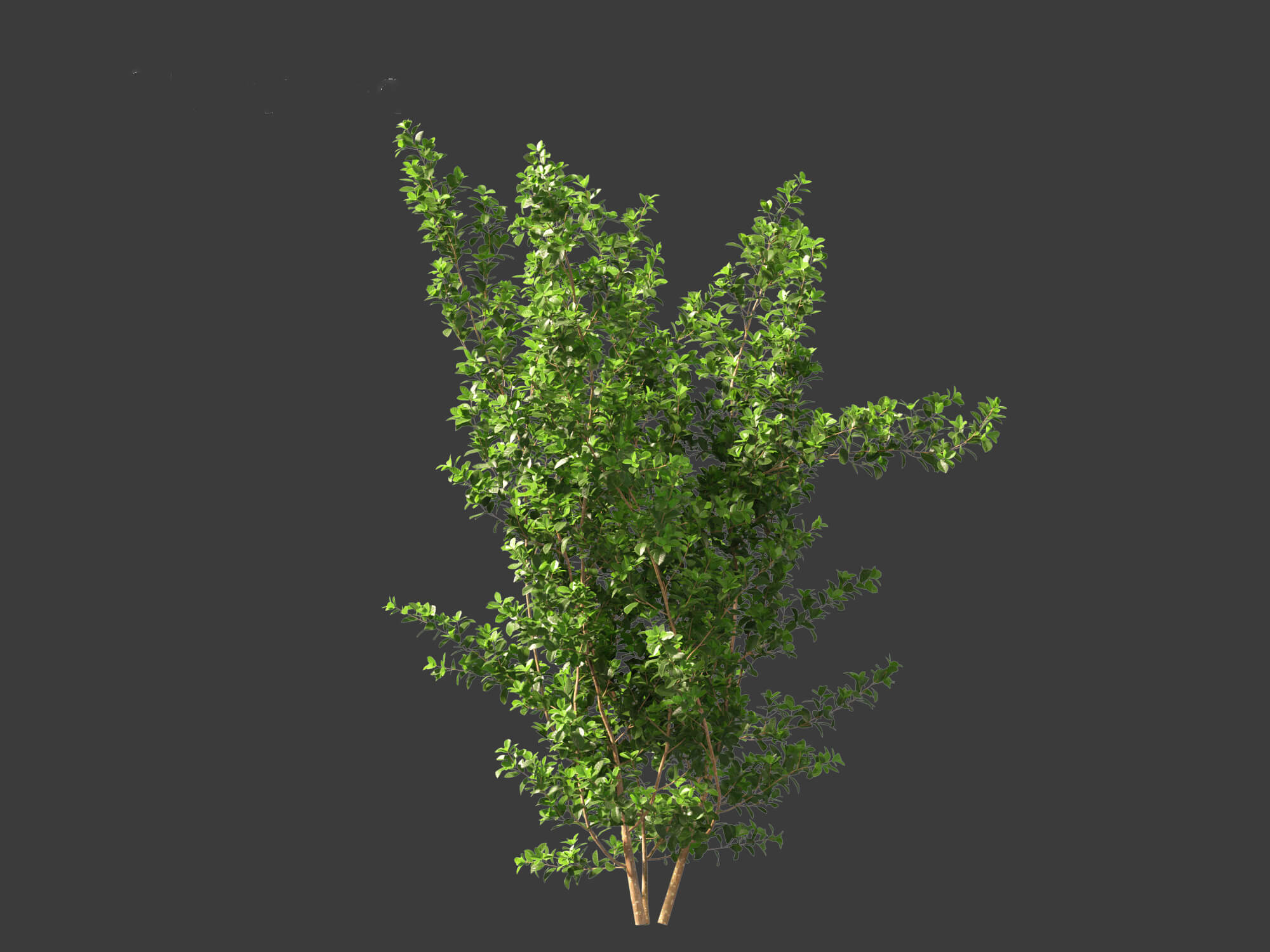 Rhamnus Frangula - Glossy Buckthorn 3D Model by 3dgardenplants