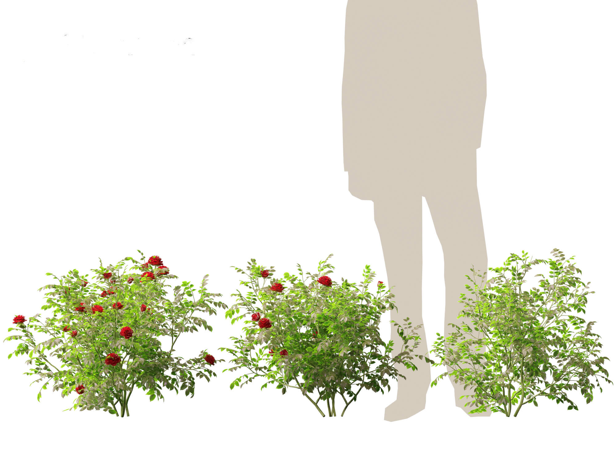 Rose - The Genus Rosa 3D Model by 3dgardenplants