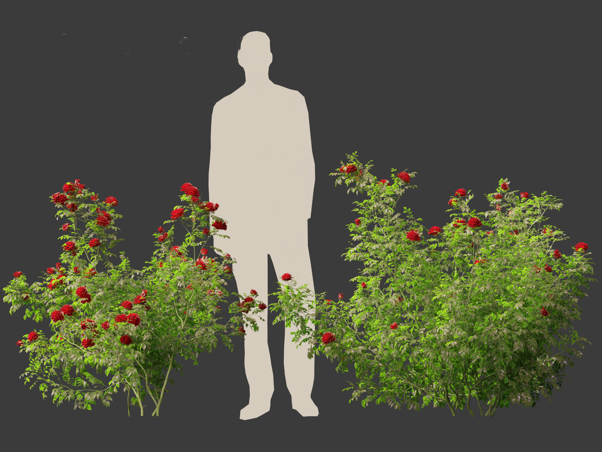 Rose - The Genus Rosa 3D Model by 3dgardenplants