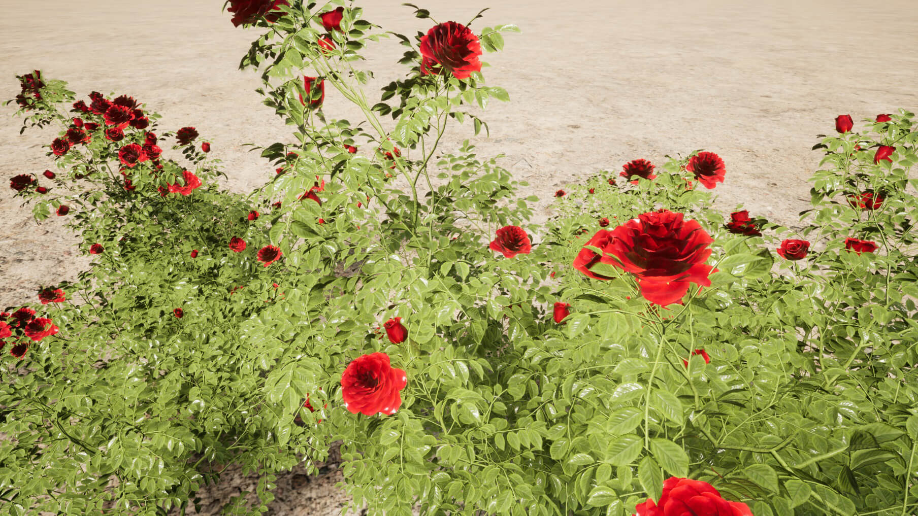 Rose - The Genus Rosa 3D Model by 3dgardenplants