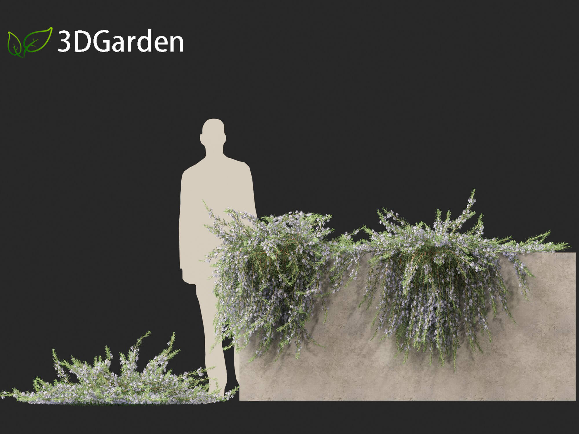 Rosmarinus Officinalis - Rosemary 3D Model by 3dgardenplants