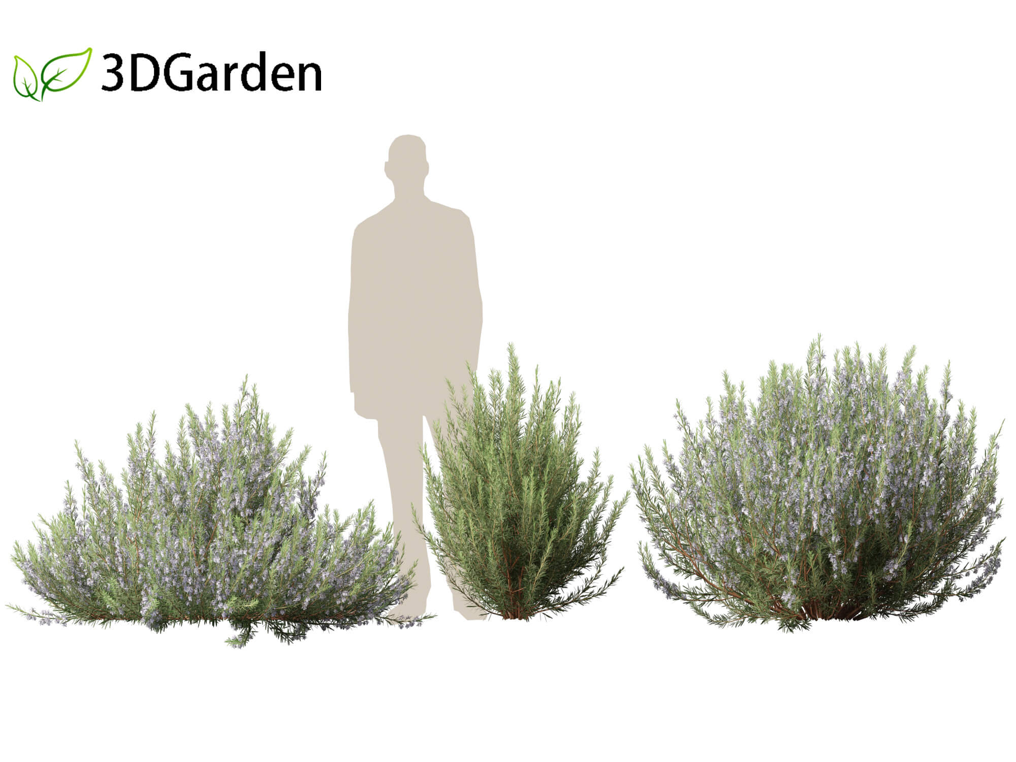 Rosmarinus Officinalis - Rosemary 3D Model by 3dgardenplants