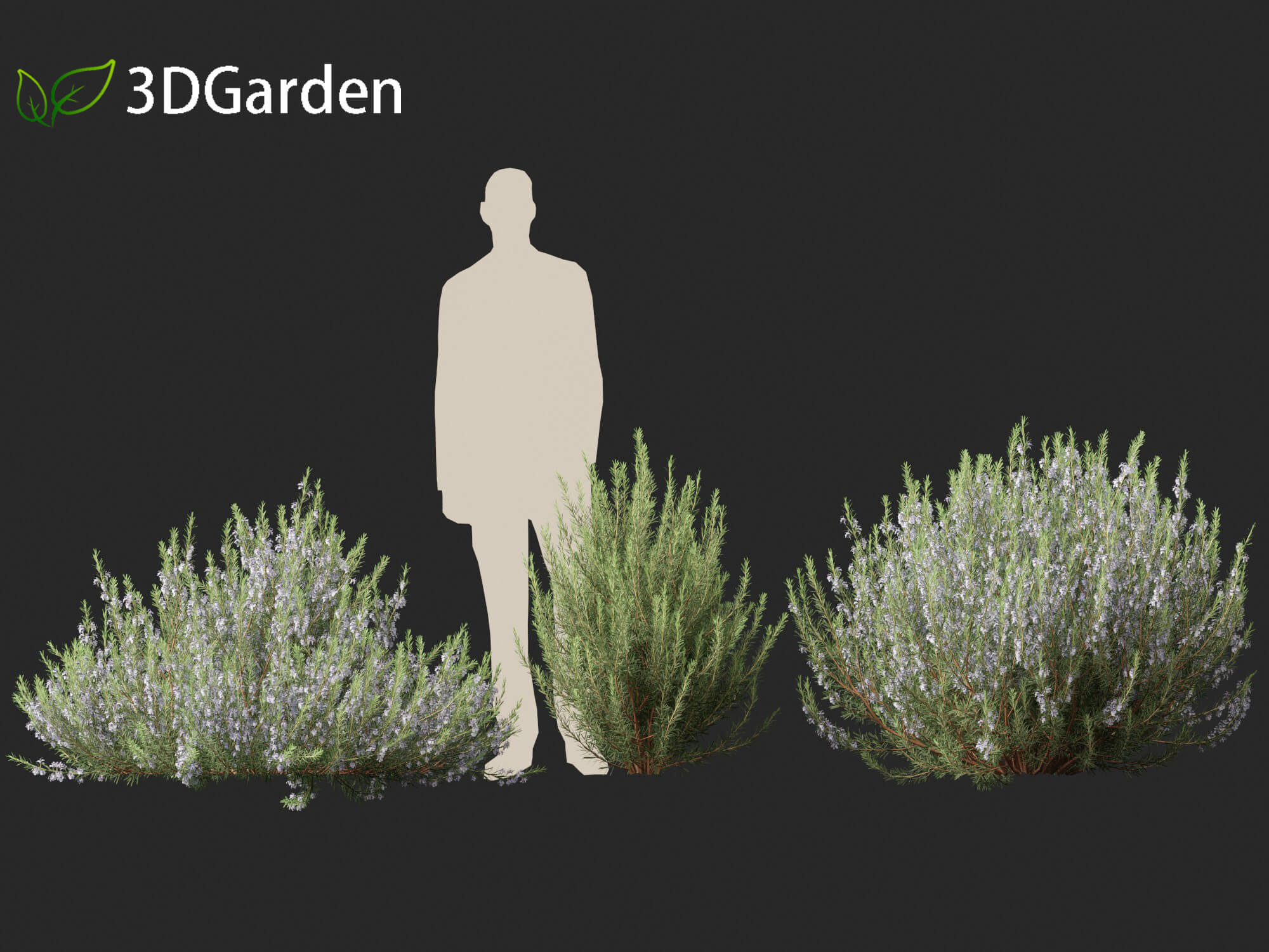 Rosmarinus Officinalis - Rosemary 3D Model by 3dgardenplants