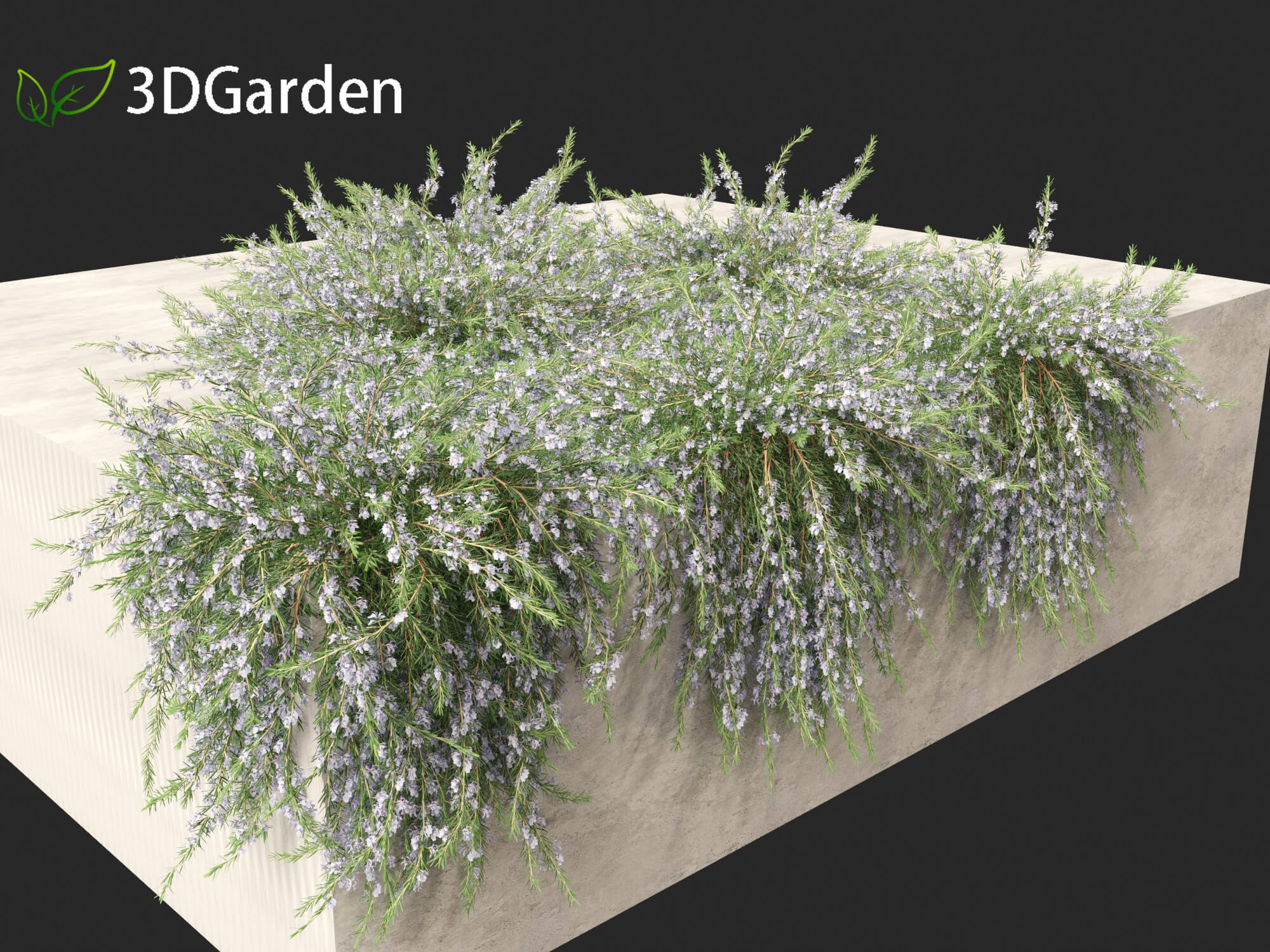 Rosmarinus Officinalis - Rosemary 3D Model by 3dgardenplants