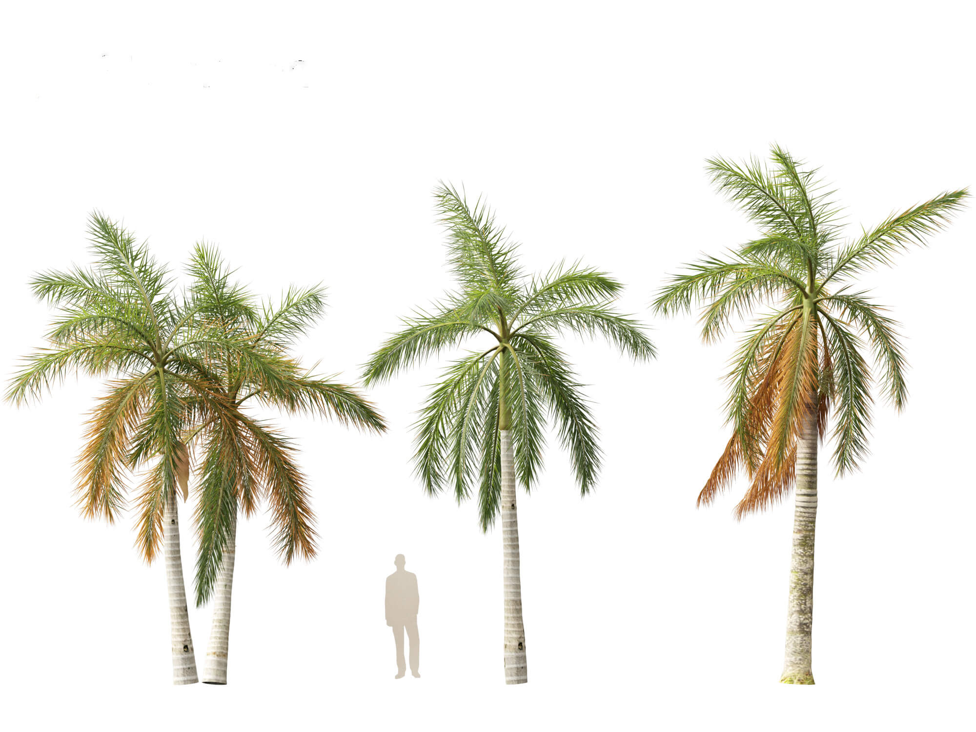 Roystonea Regia - Florida Royal Palm 3D Model by 3dgardenplants