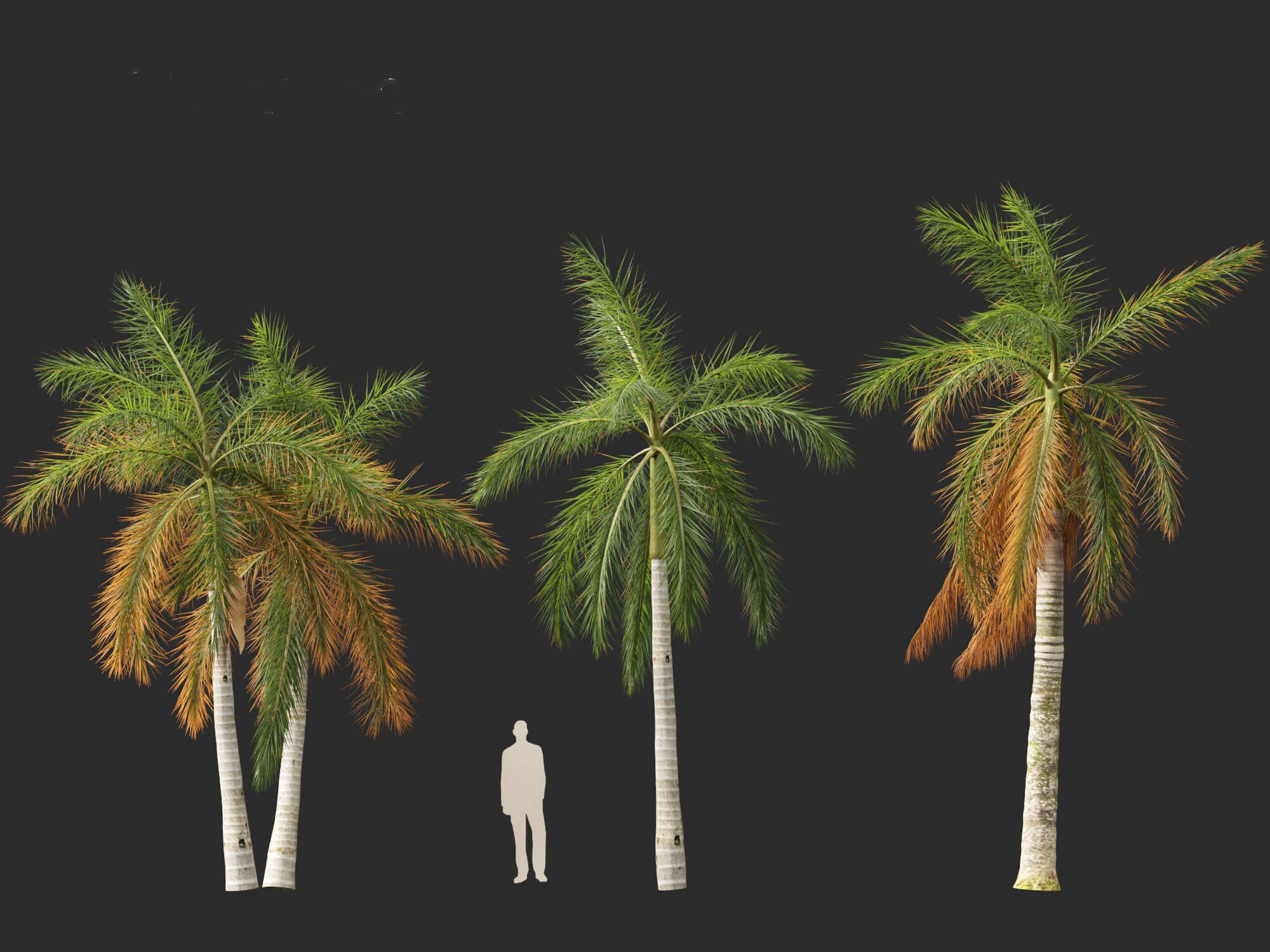 Roystonea Regia - Florida Royal Palm 3D Model by 3dgardenplants
