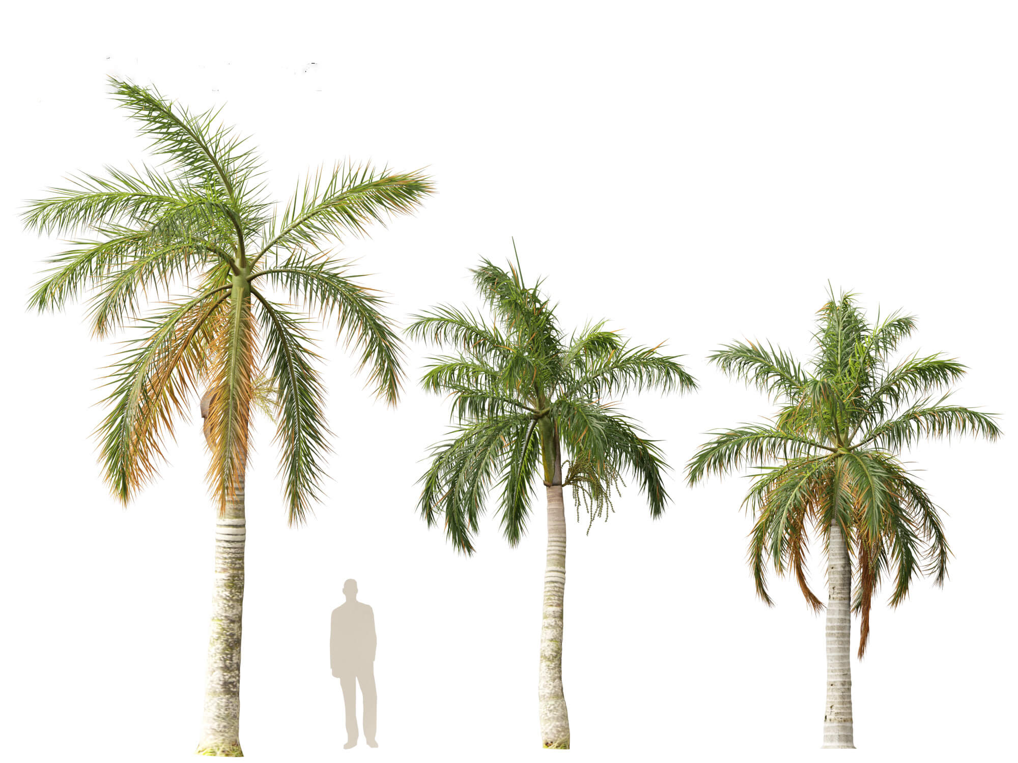Roystonea Regia - Florida Royal Palm 3D Model by 3dgardenplants