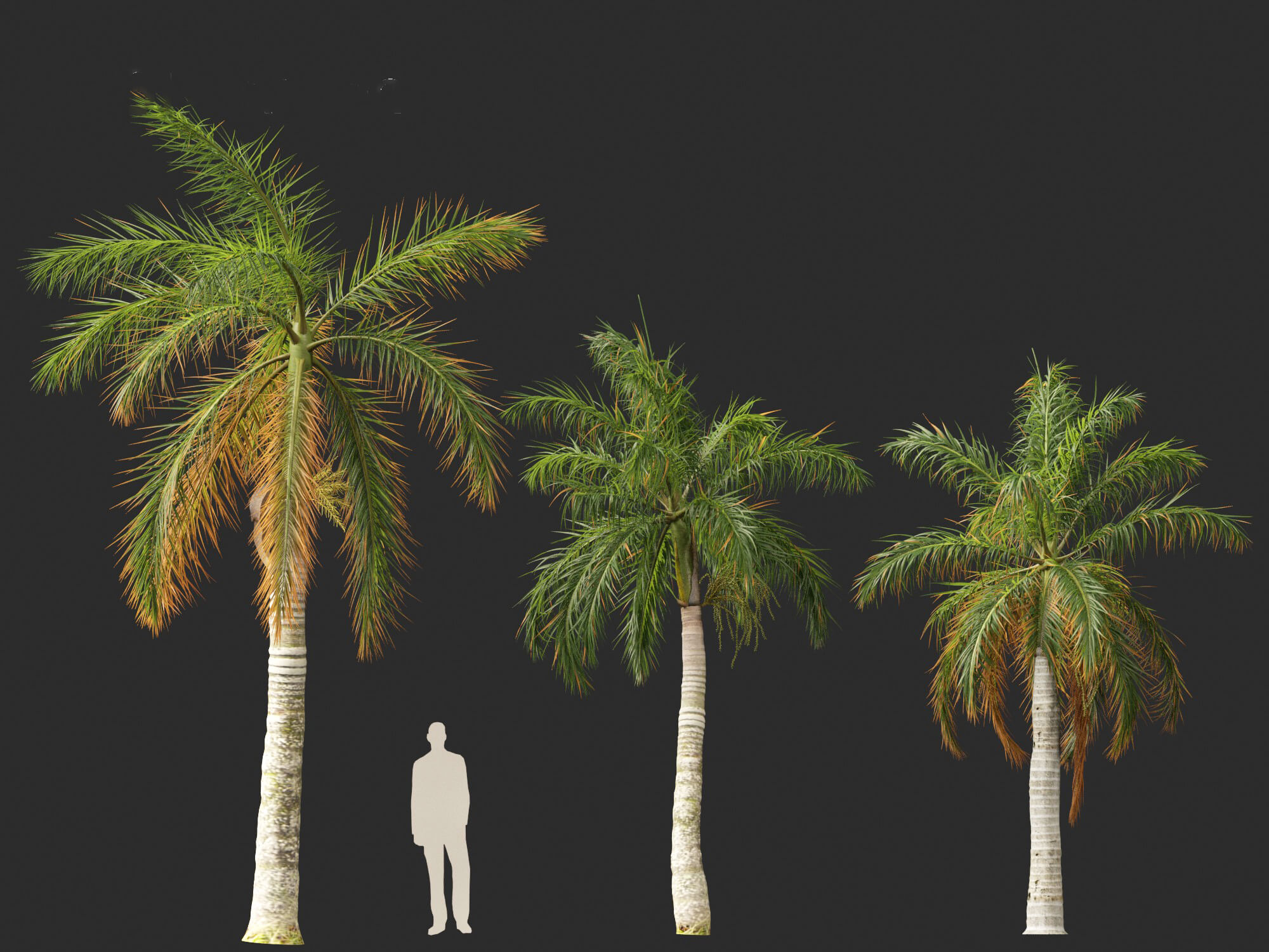 Roystonea Regia - Florida Royal Palm 3D Model by 3dgardenplants