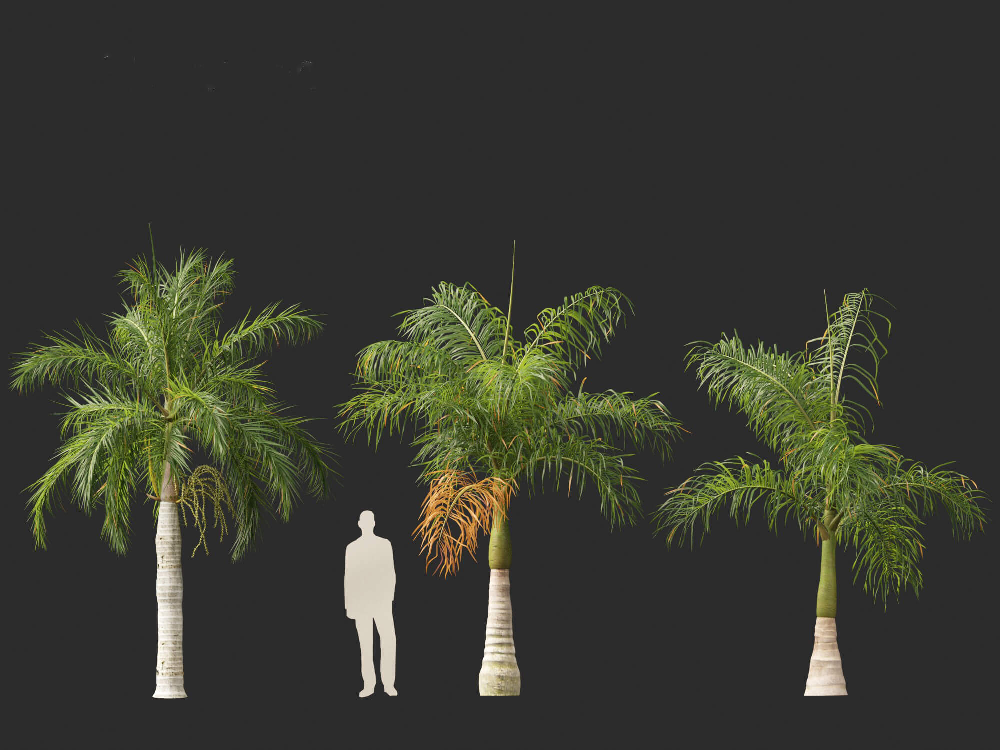 Roystonea Regia - Florida Royal Palm 3D Model by 3dgardenplants