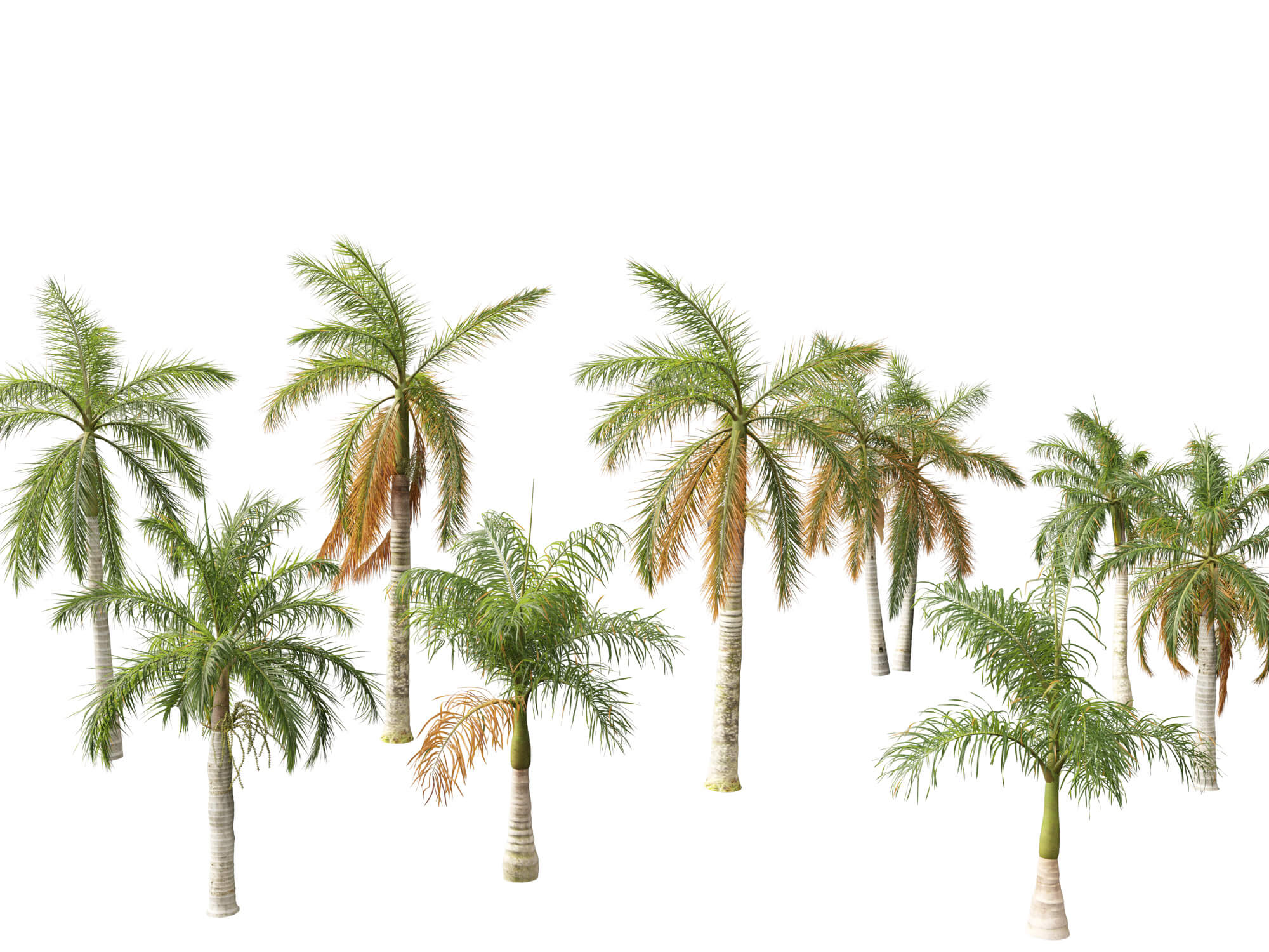 Roystonea Regia - Florida Royal Palm 3D Model by 3dgardenplants