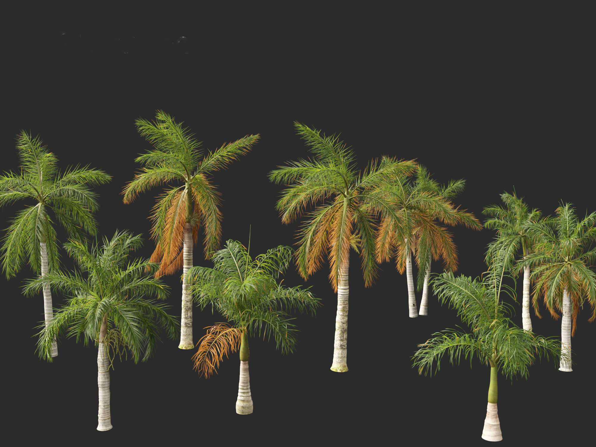 Roystonea Regia - Florida Royal Palm 3D Model by 3dgardenplants