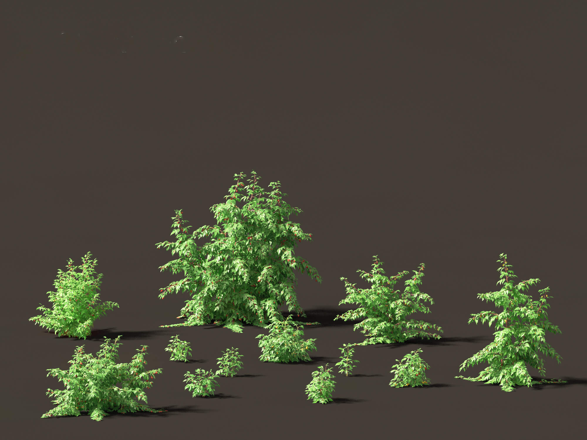Rubus Idaeus - Red Raspberry 3D Model by 3dgardenplants