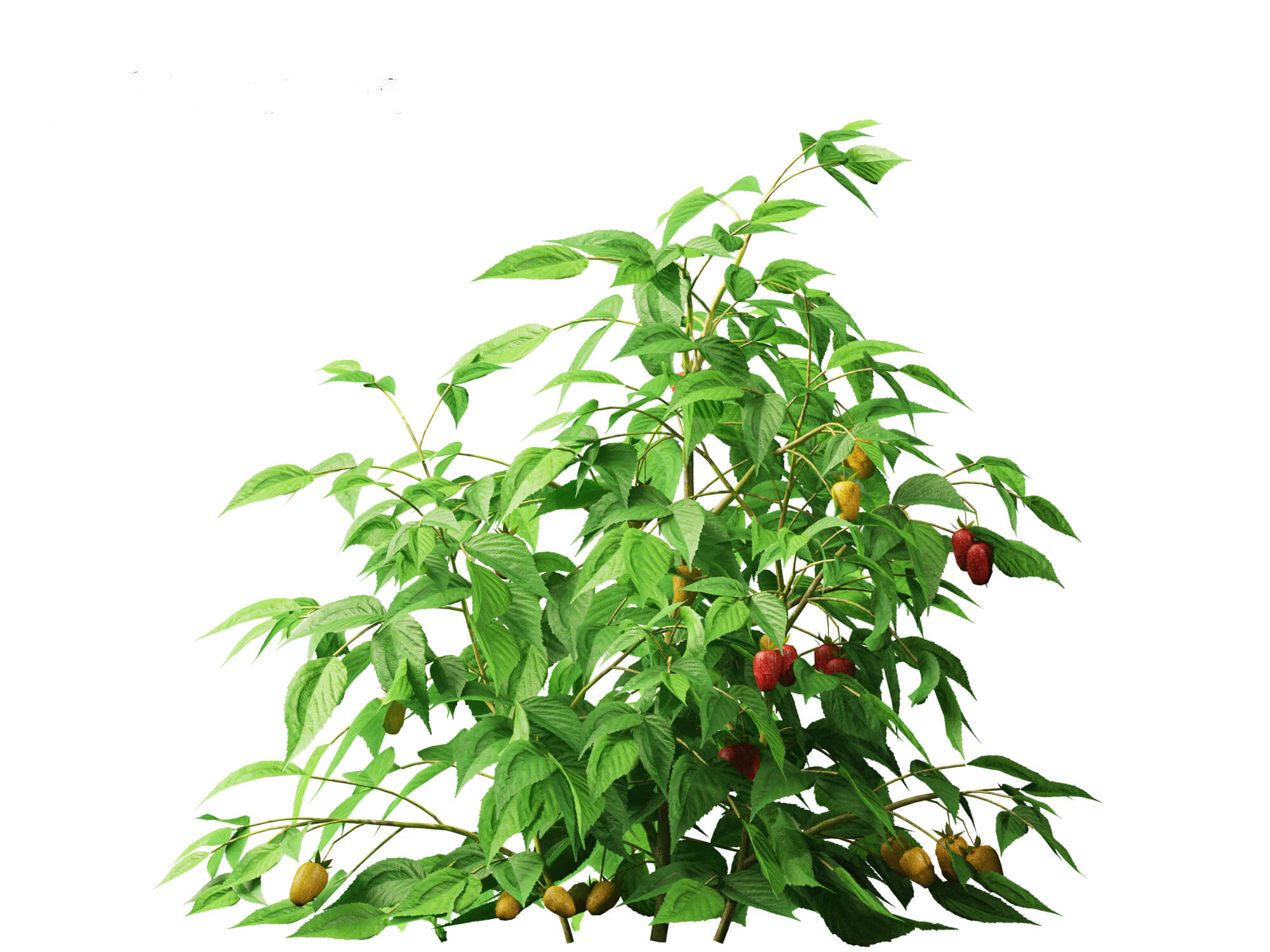 Rubus Idaeus - Red Raspberry 3D Model by 3dgardenplants