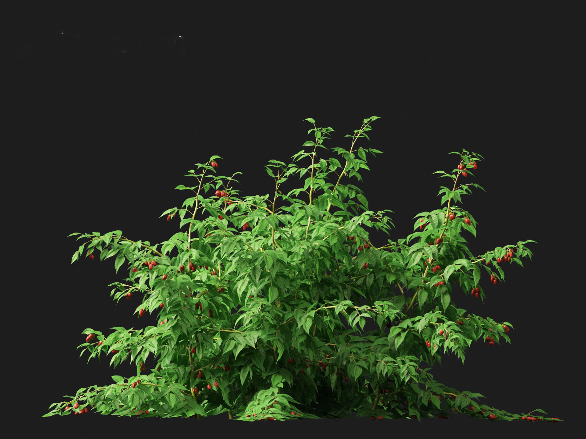 Rubus Idaeus - Red Raspberry 3D Model by 3dgardenplants
