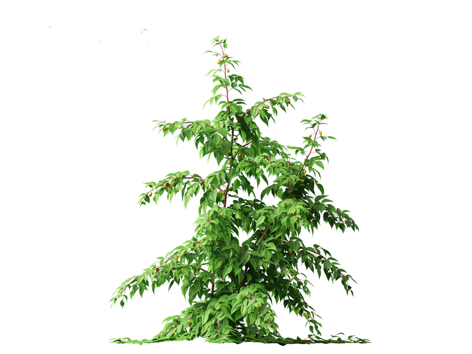 Rubus Idaeus - Red Raspberry 3D Model by 3dgardenplants