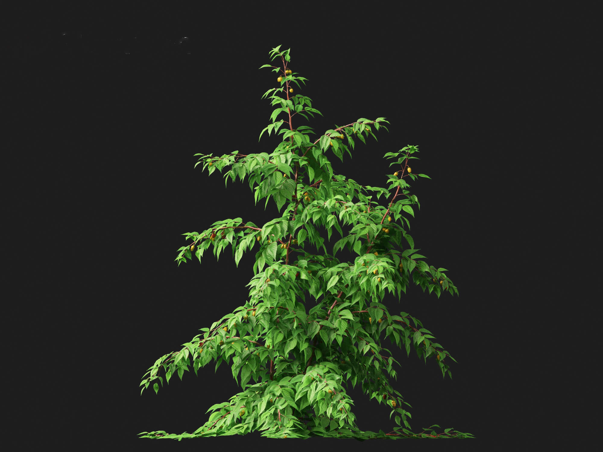 Rubus Idaeus - Red Raspberry 3D Model by 3dgardenplants