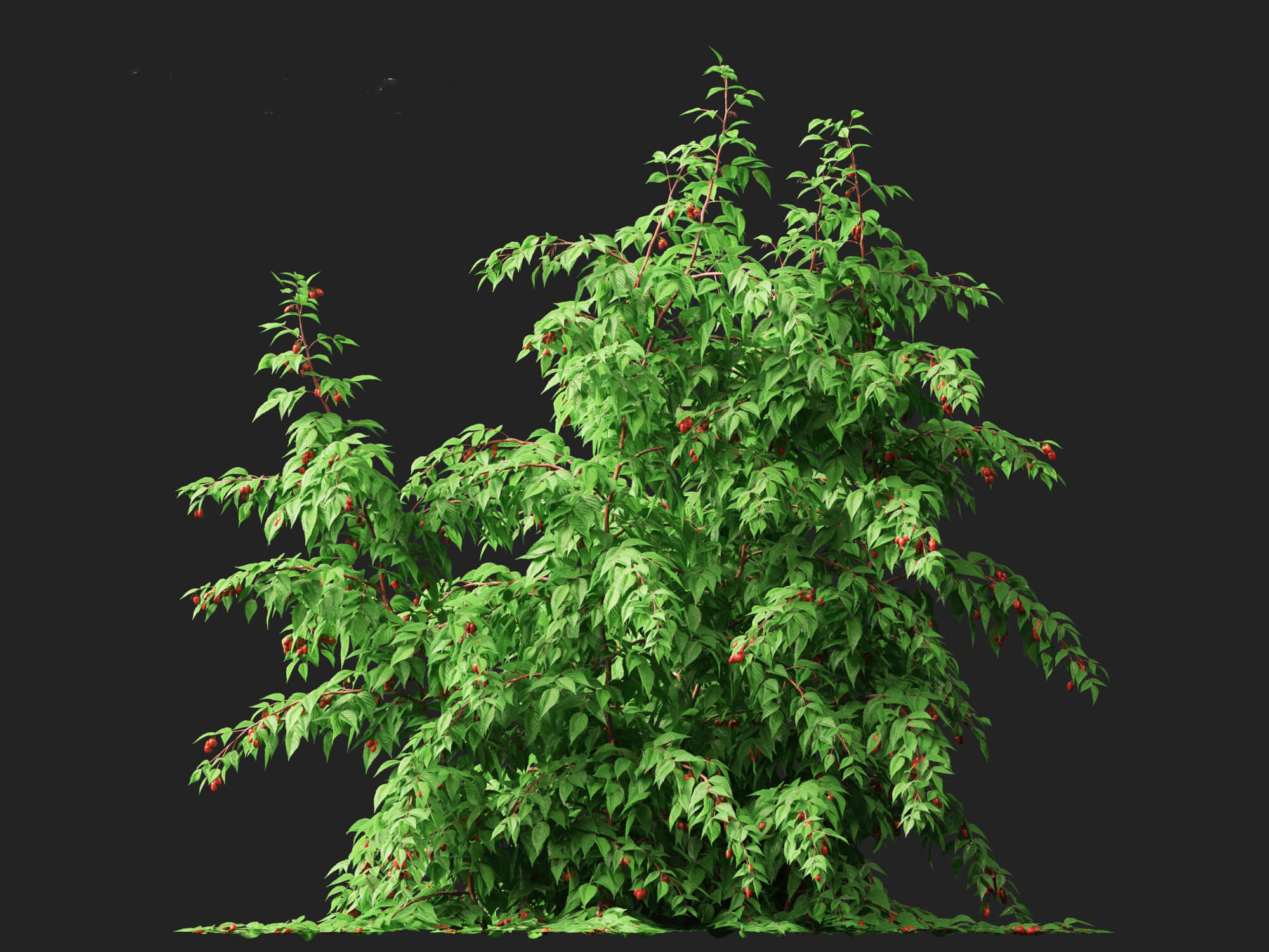 Rubus Idaeus - Red Raspberry 3D Model by 3dgardenplants