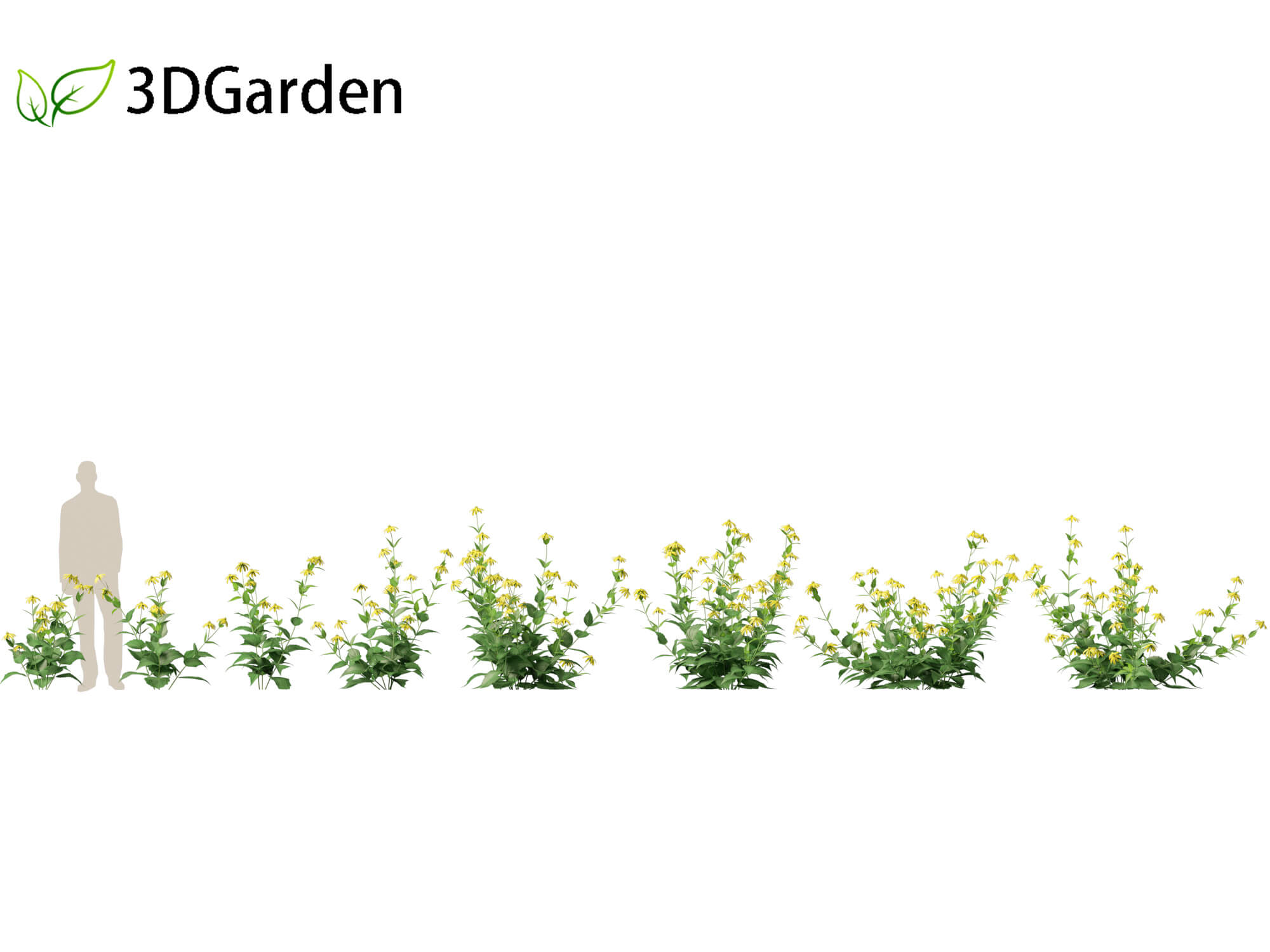 Rudbeckia Laciniata - Tall Coneflower 3D Model by 3dgardenplants