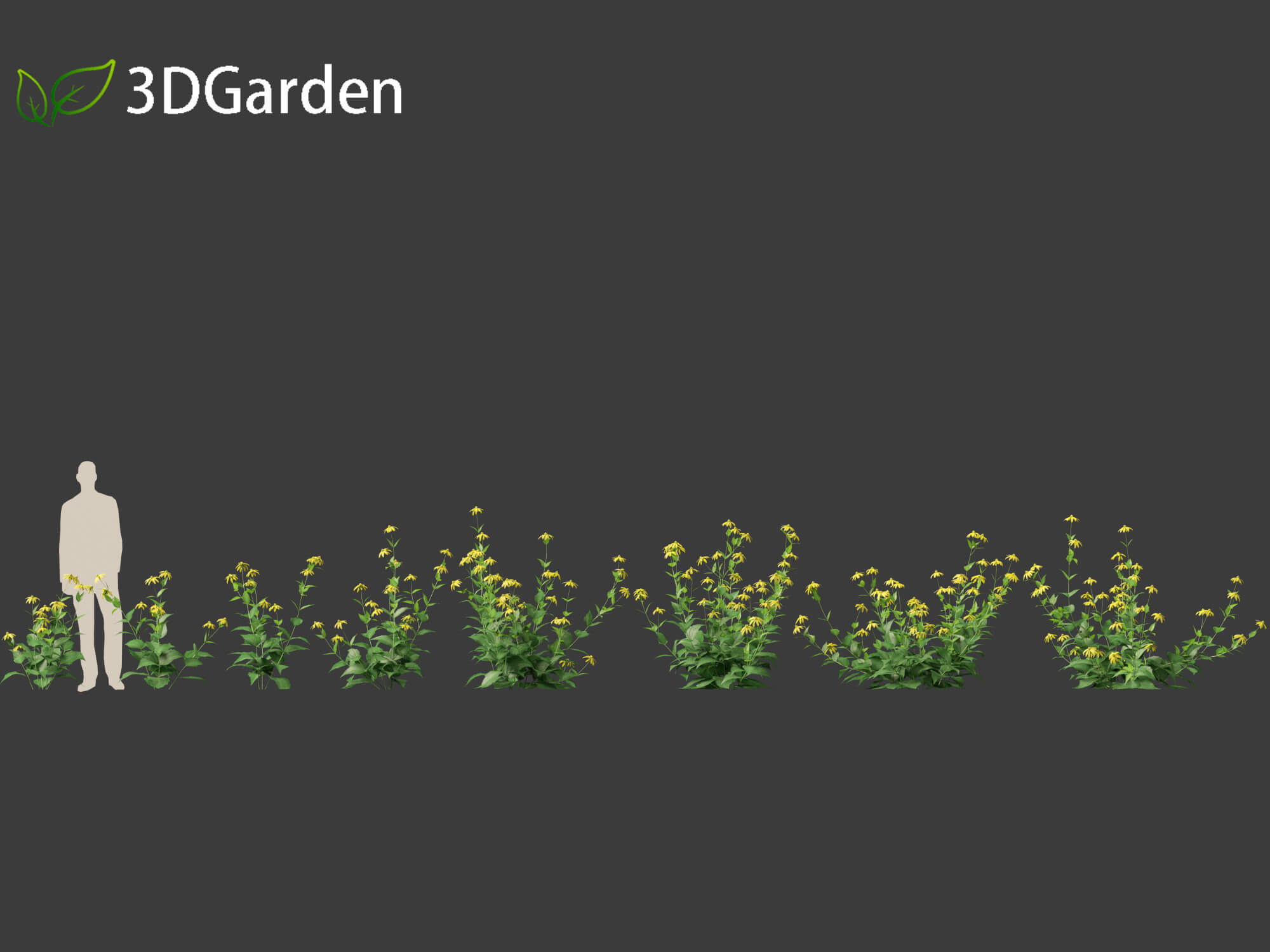 Rudbeckia Laciniata - Tall Coneflower 3D Model by 3dgardenplants