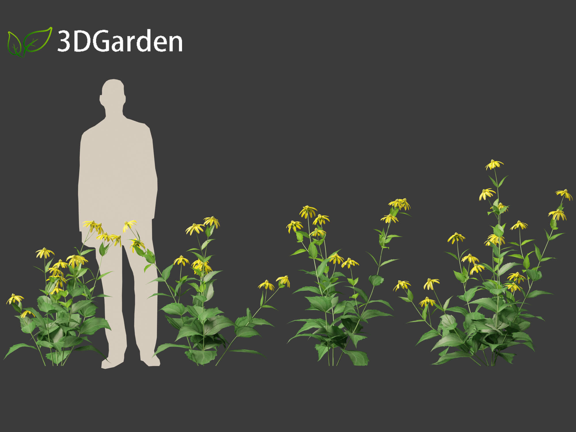 Rudbeckia Laciniata - Tall Coneflower 3D Model by 3dgardenplants