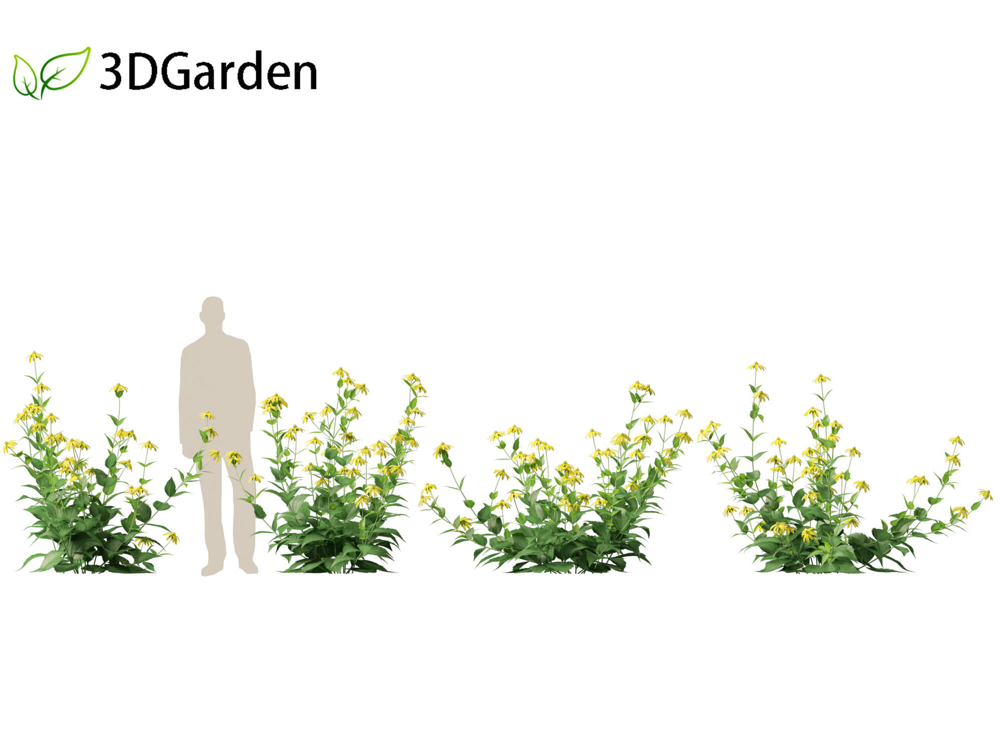 Rudbeckia Laciniata - Tall Coneflower 3D Model by 3dgardenplants