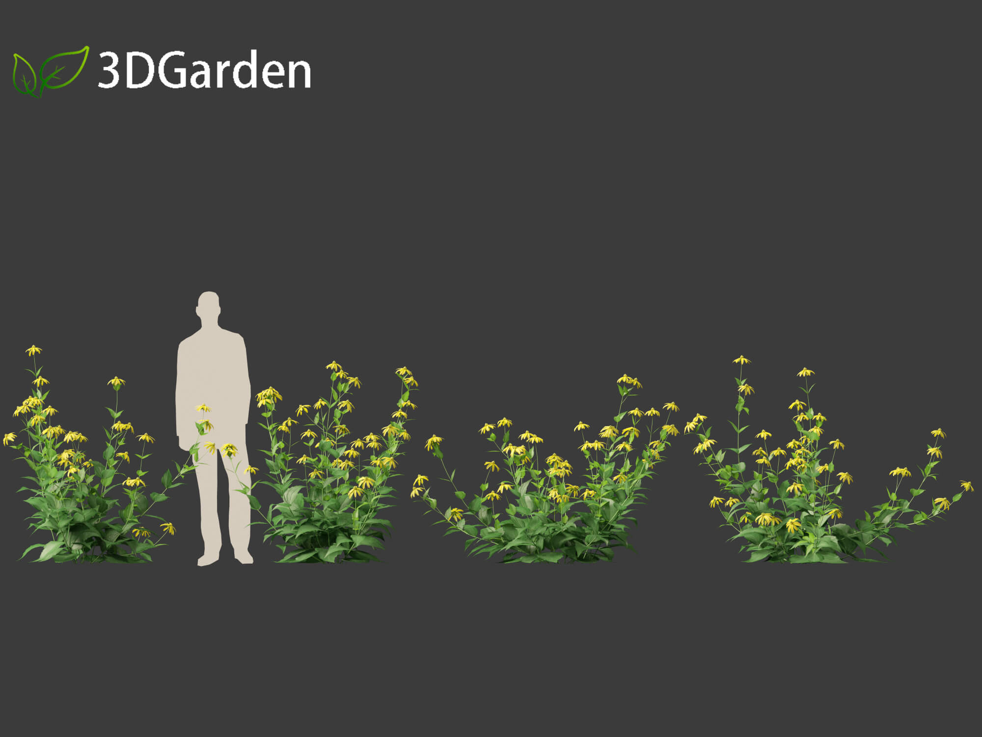 Rudbeckia Laciniata - Tall Coneflower 3D Model by 3dgardenplants