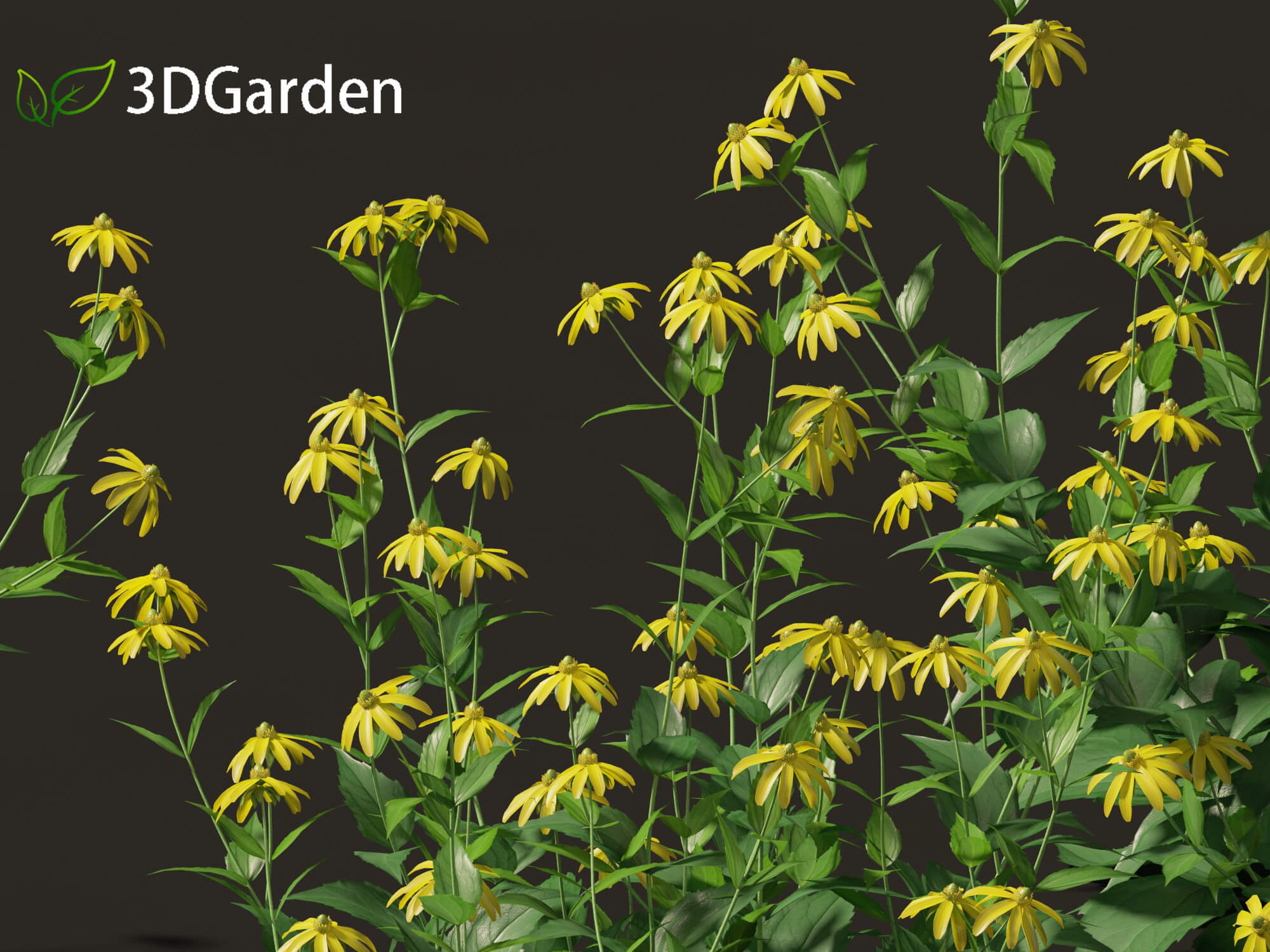 Rudbeckia Laciniata - Tall Coneflower 3D Model by 3dgardenplants
