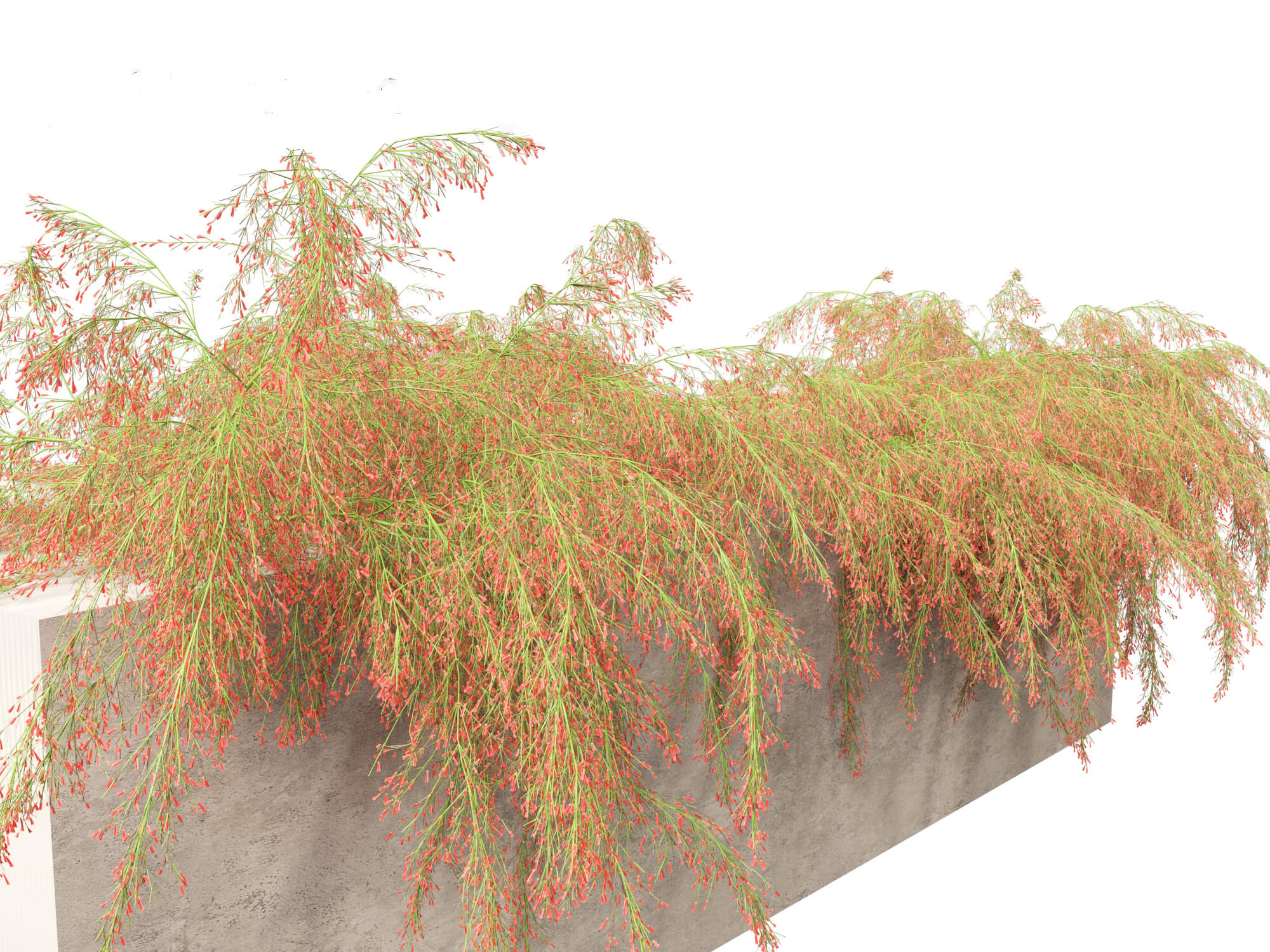 Russelia Equisetiformis - Coral Plant Firecracker 3D Model by ...