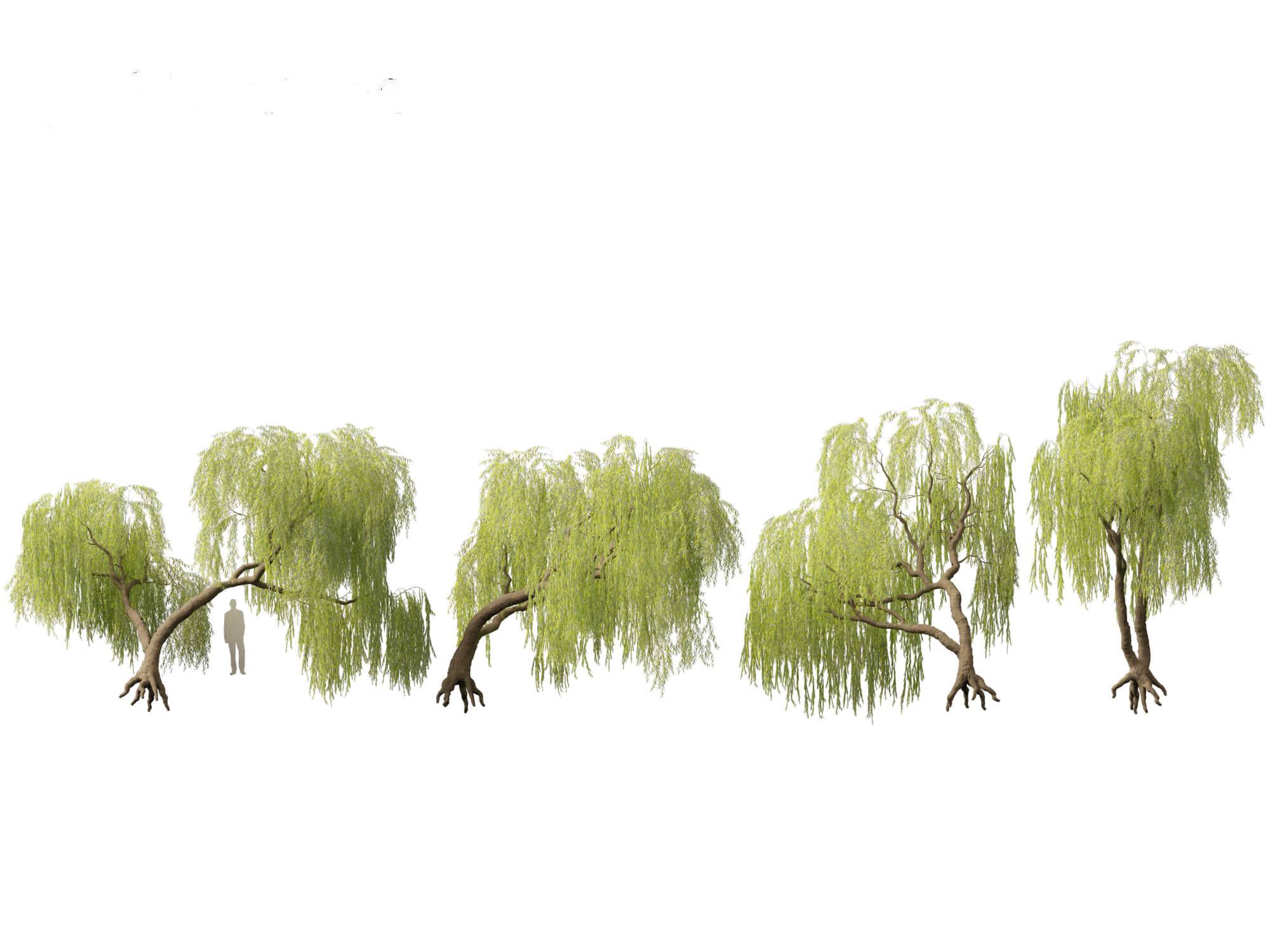 Salix Babylonica - Weeping Willow 06 3D Model by 3dgardenplants