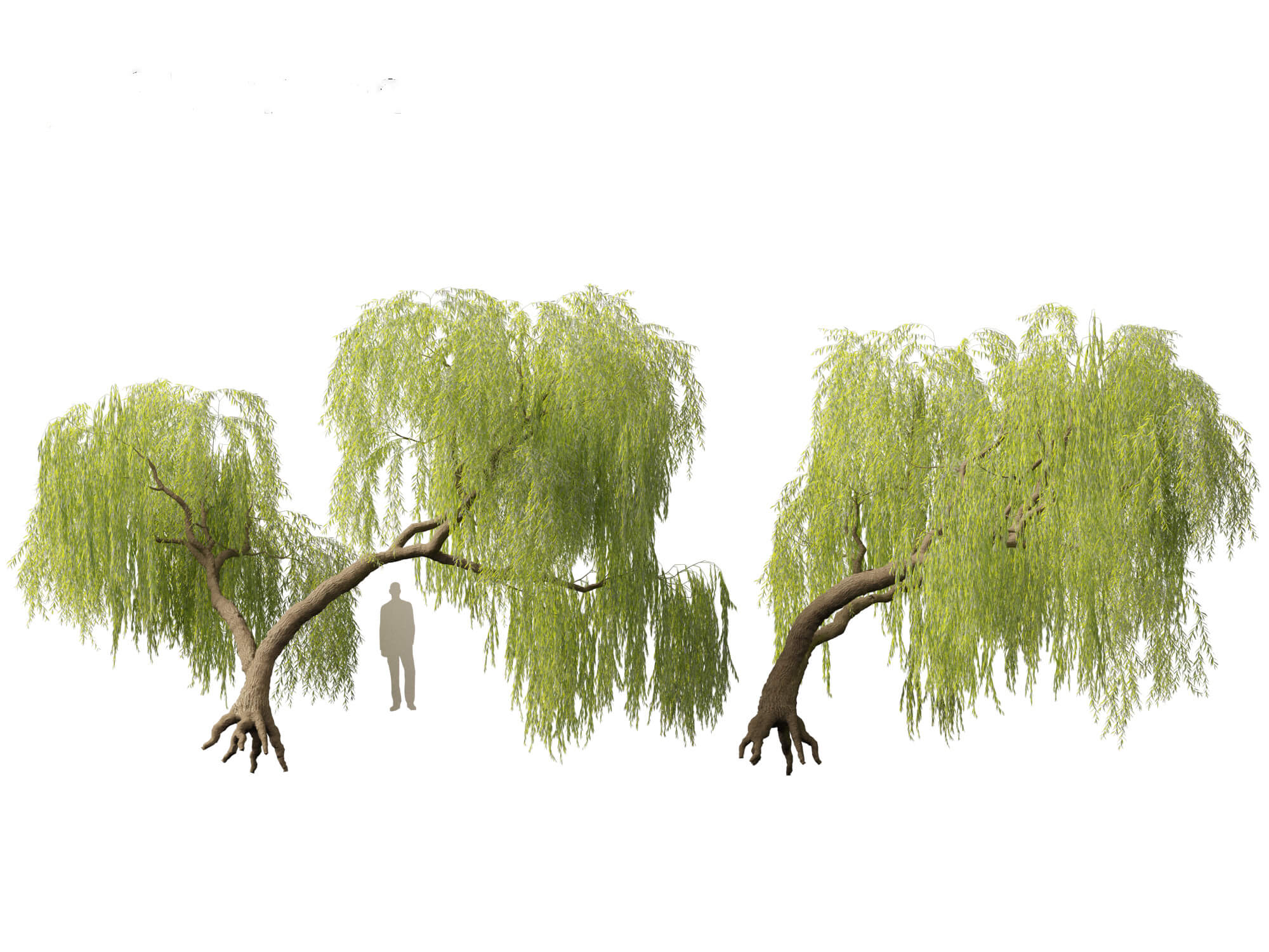 Salix Babylonica - Weeping Willow 06 3D Model by 3dgardenplants