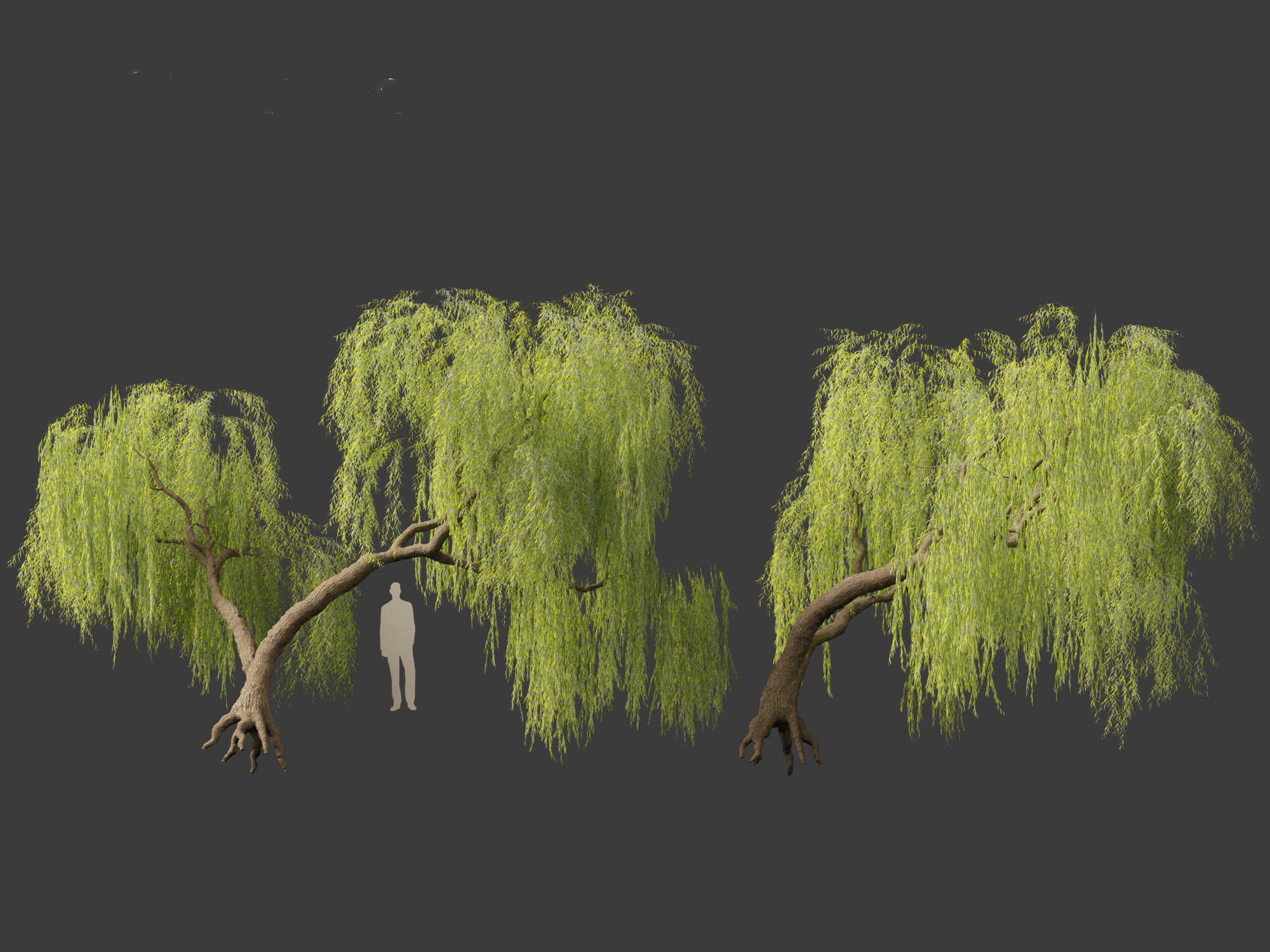 Salix Babylonica - Weeping Willow 06 3D Model by 3dgardenplants