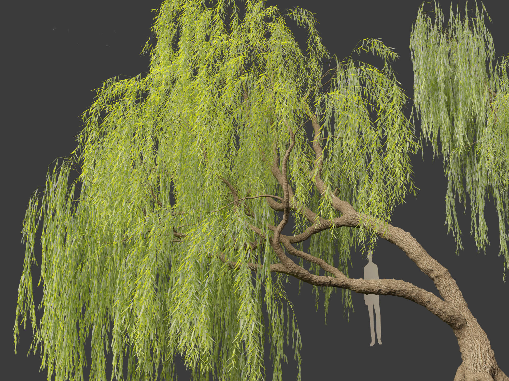 Salix Babylonica - Weeping Willow 06 3D Model by 3dgardenplants