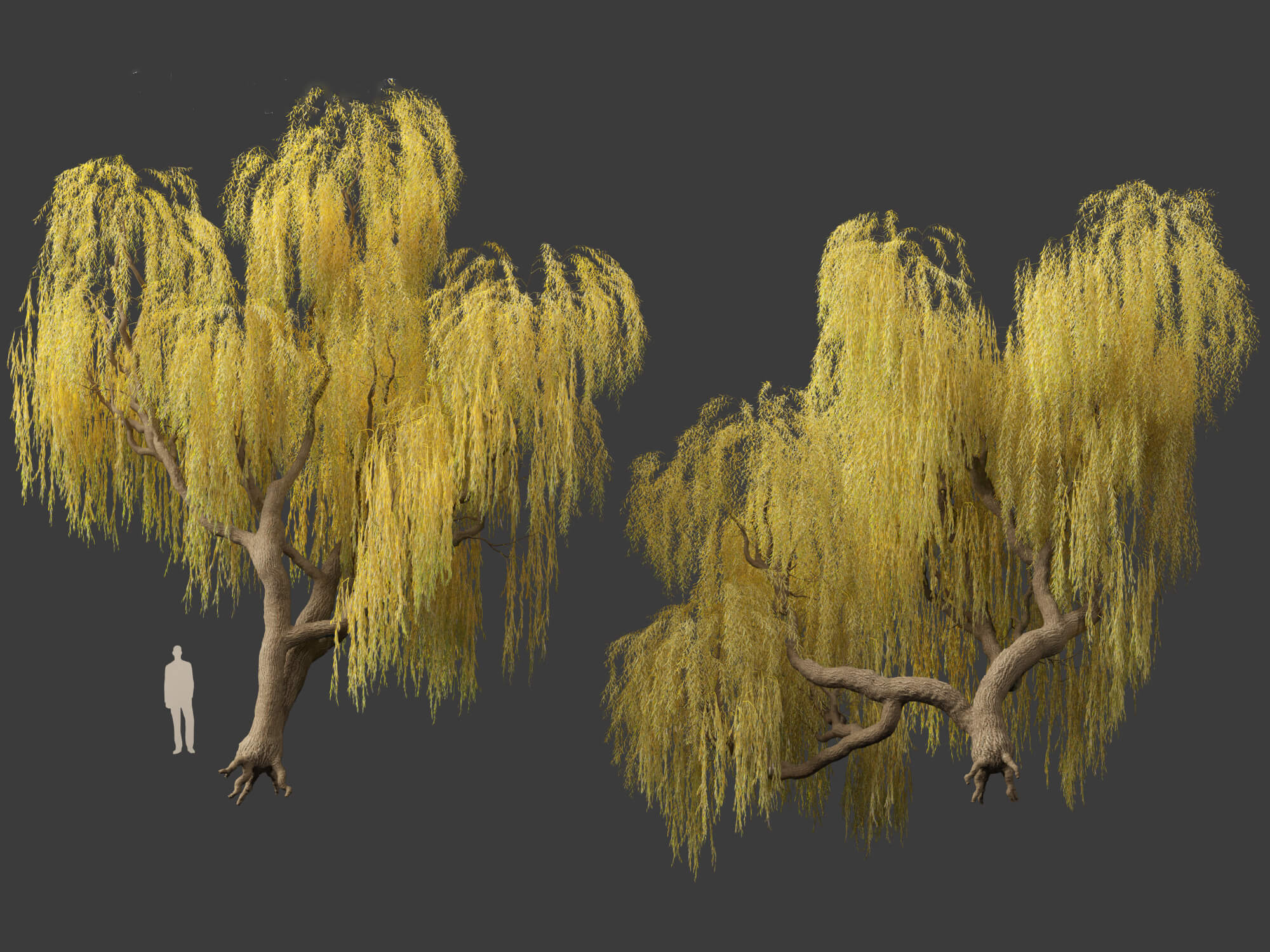 Salix Babylonica - Weeping Willow 13 3D Model by 3dgardenplants