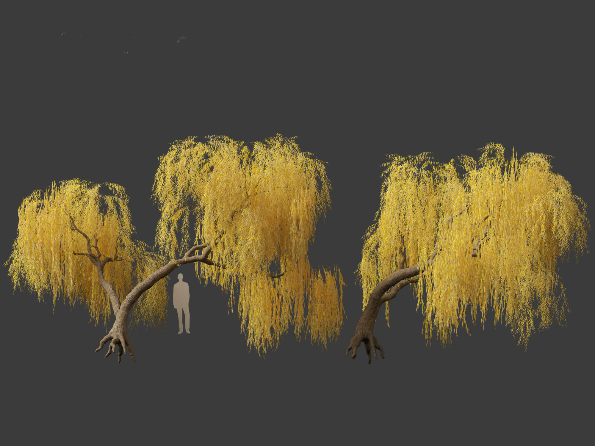 Salix Babylonica - Weeping Willow 14 3D Model by 3dgardenplants