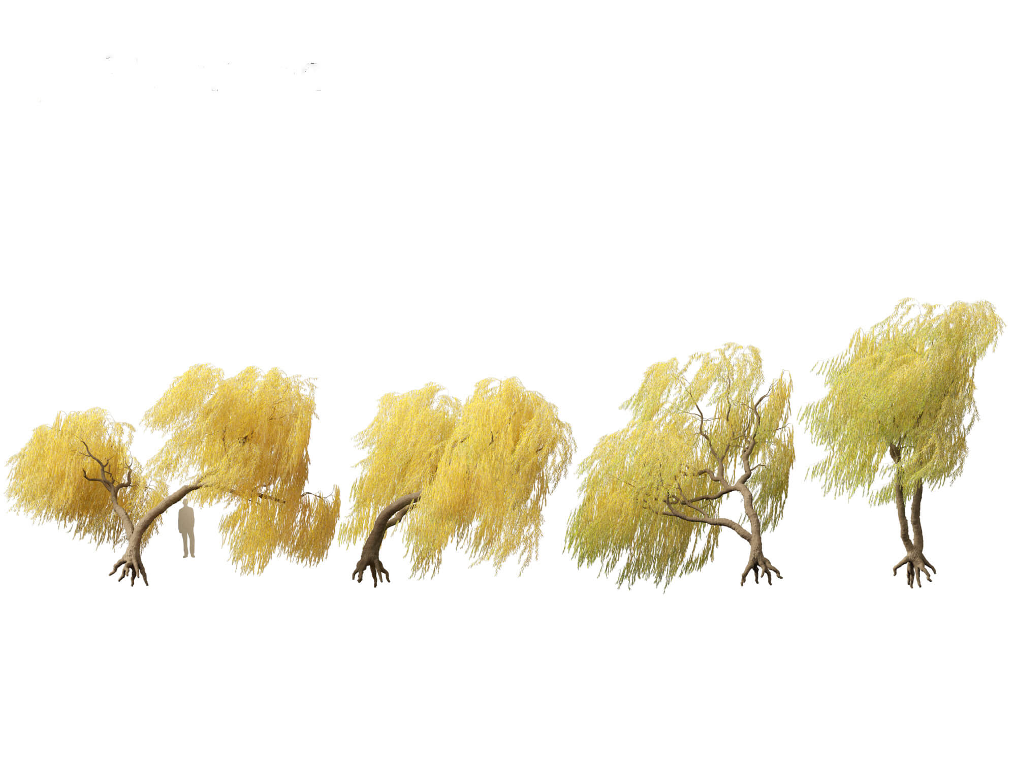 Salix Babylonica - Weeping Willow 18 3D Model by 3dgardenplants