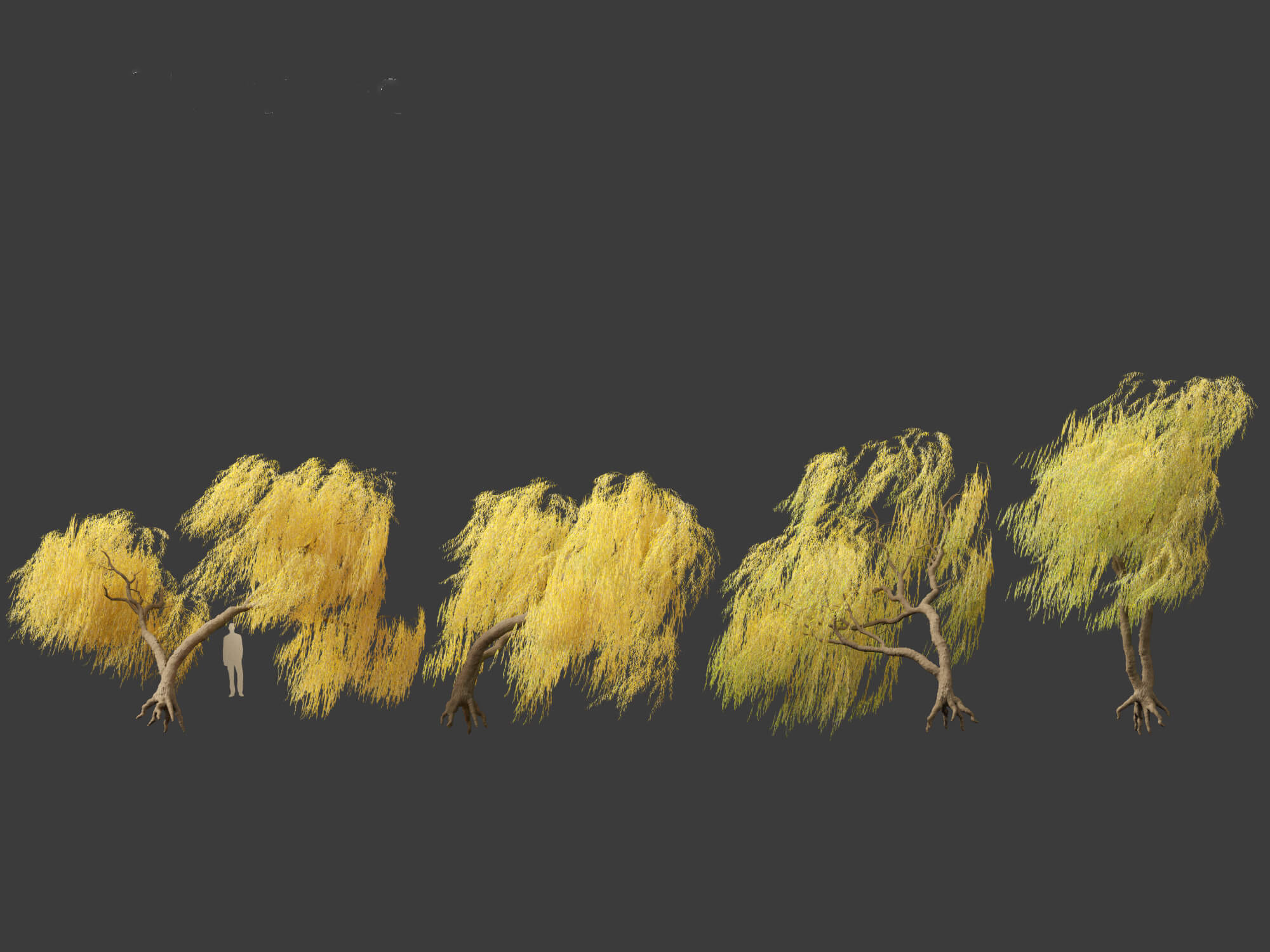 Salix Babylonica - Weeping Willow 18 3D Model by 3dgardenplants