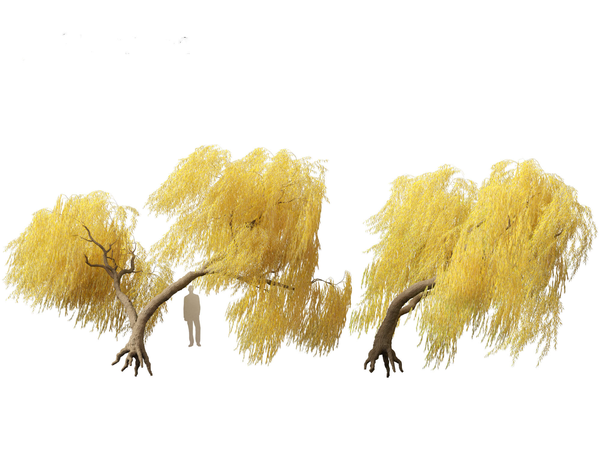 Salix Babylonica - Weeping Willow 18 3D Model by 3dgardenplants