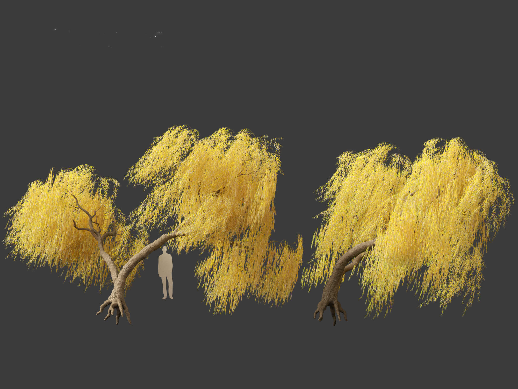 Salix Babylonica - Weeping Willow 18 3D Model by 3dgardenplants