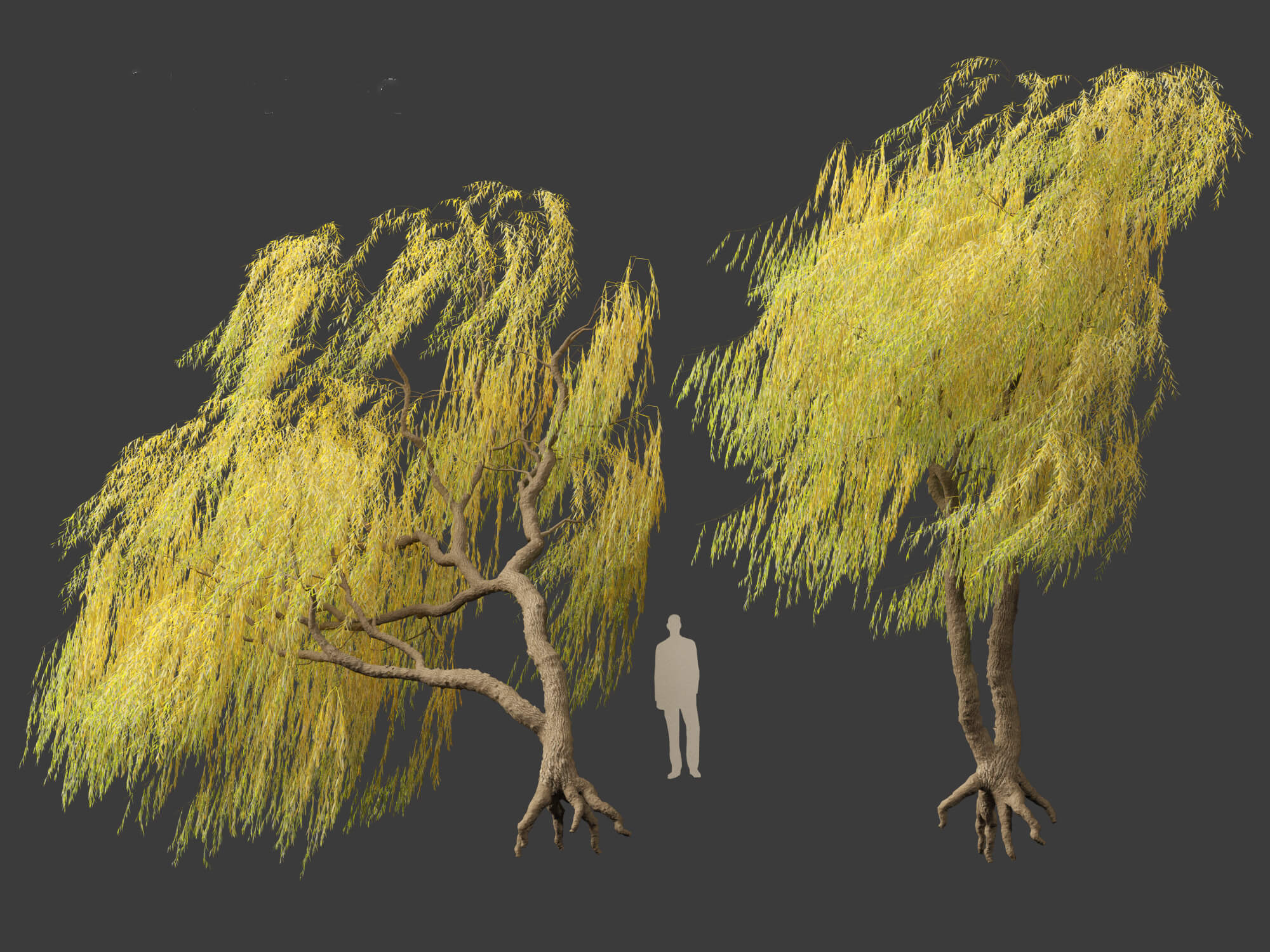 Salix Babylonica - Weeping Willow 18 3D Model by 3dgardenplants